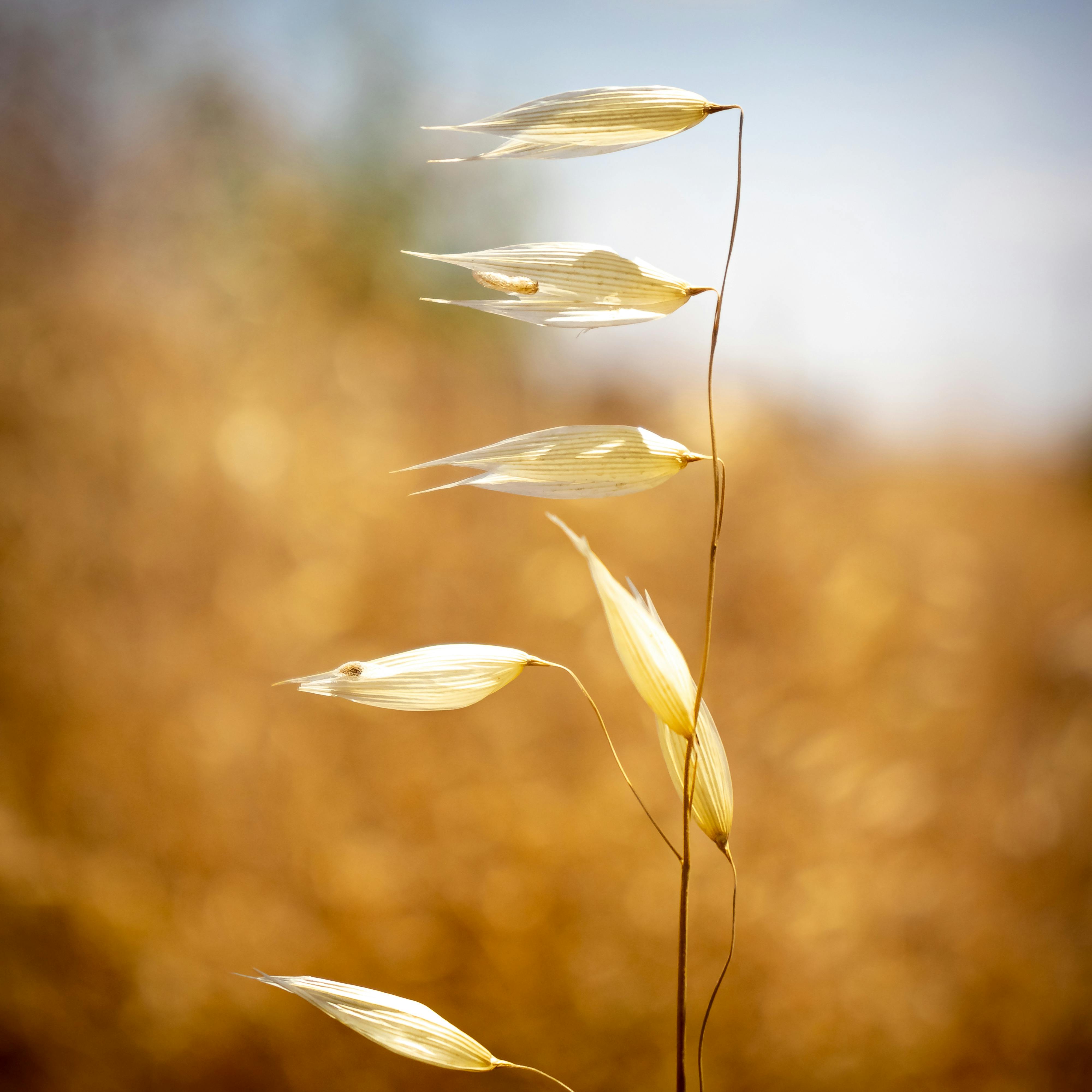Close-up of a Ripe Oat Ear · Free Stock Photo