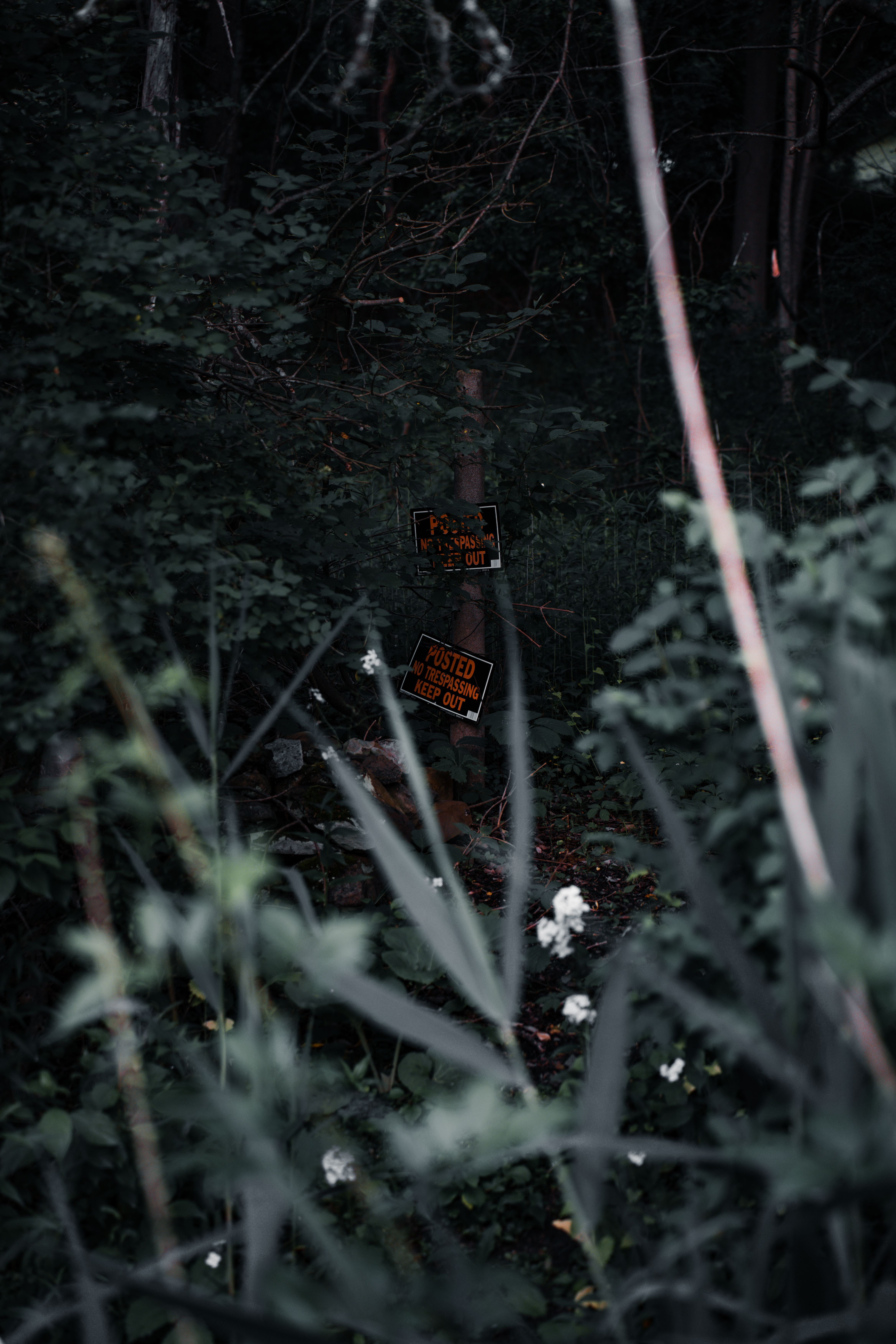 Warning Signs in a Forest · Free Stock Photo
