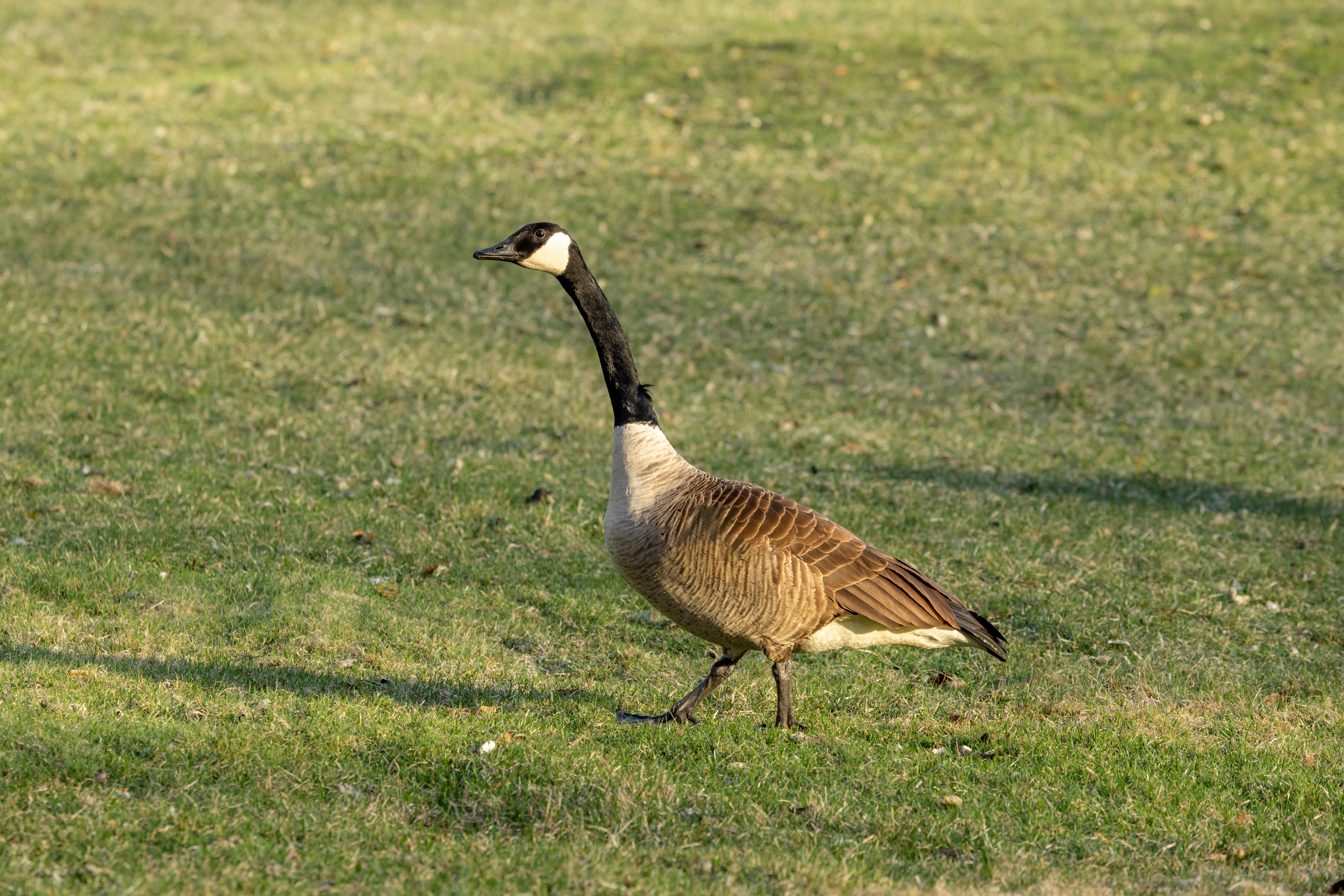 Goose in Nature · Free Stock Photo