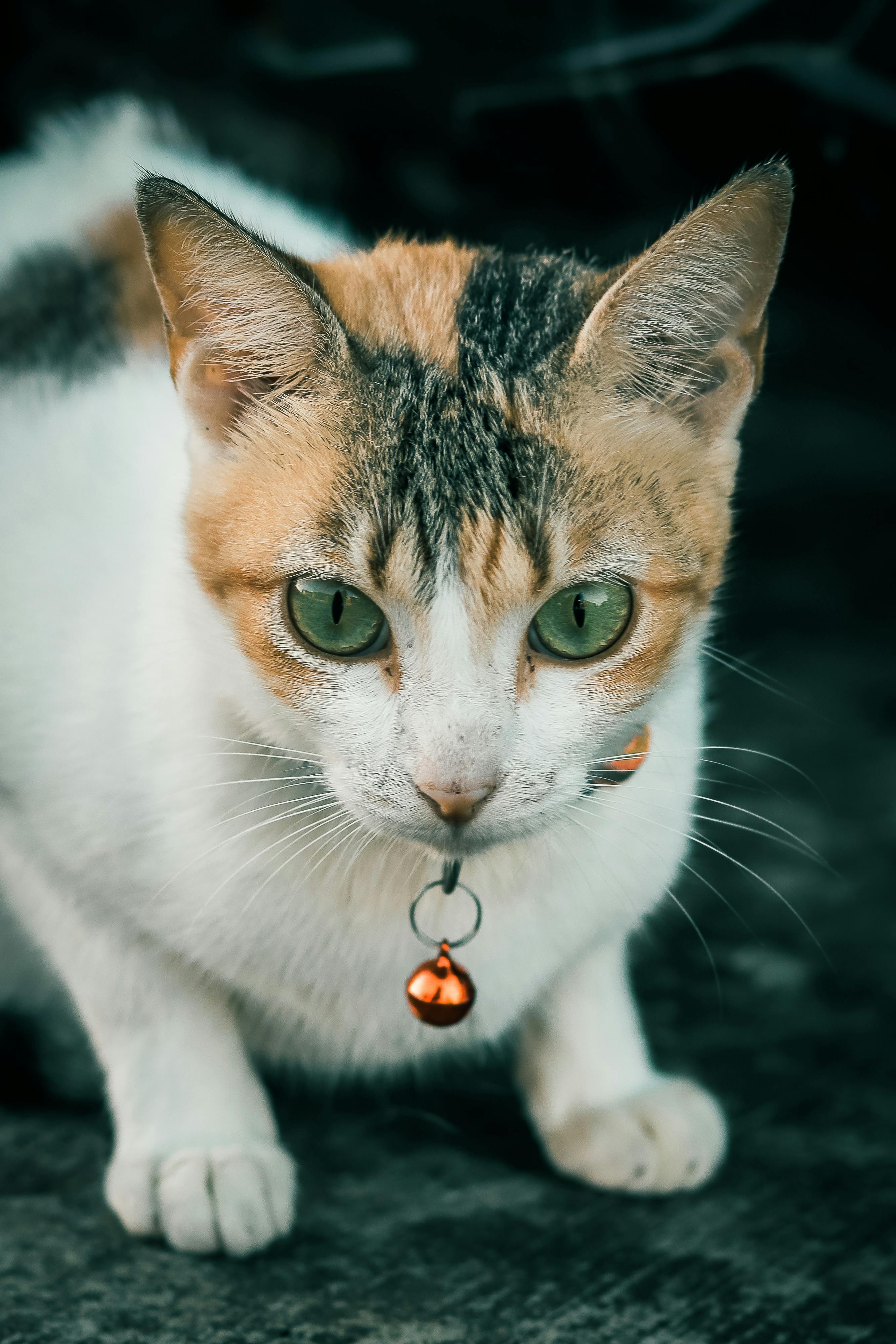 Portrait of a Stray Calico Cat Standing on a Pavement · Free Stock Photo