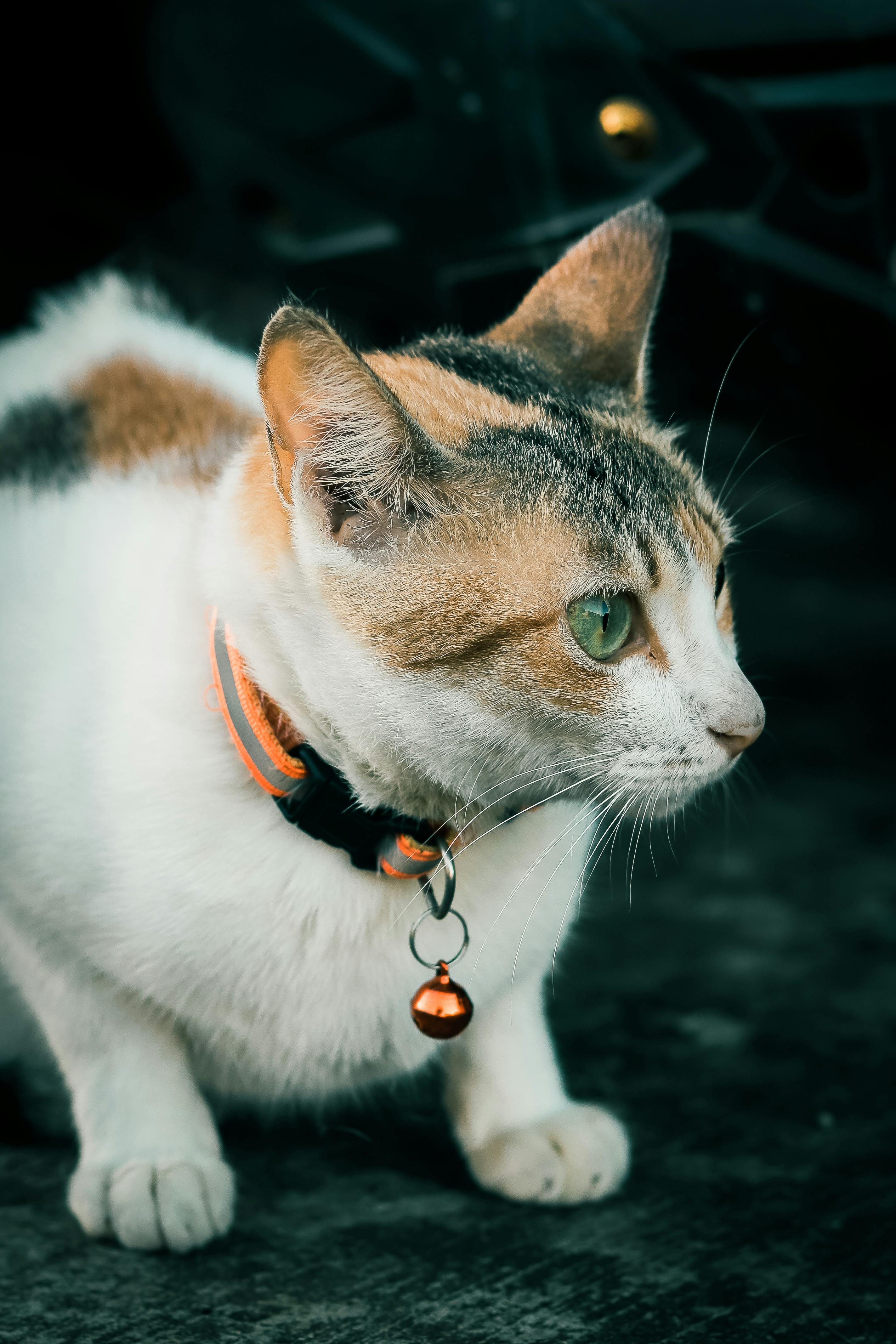 Donskoy Cat in a Collar · Free Stock Photo