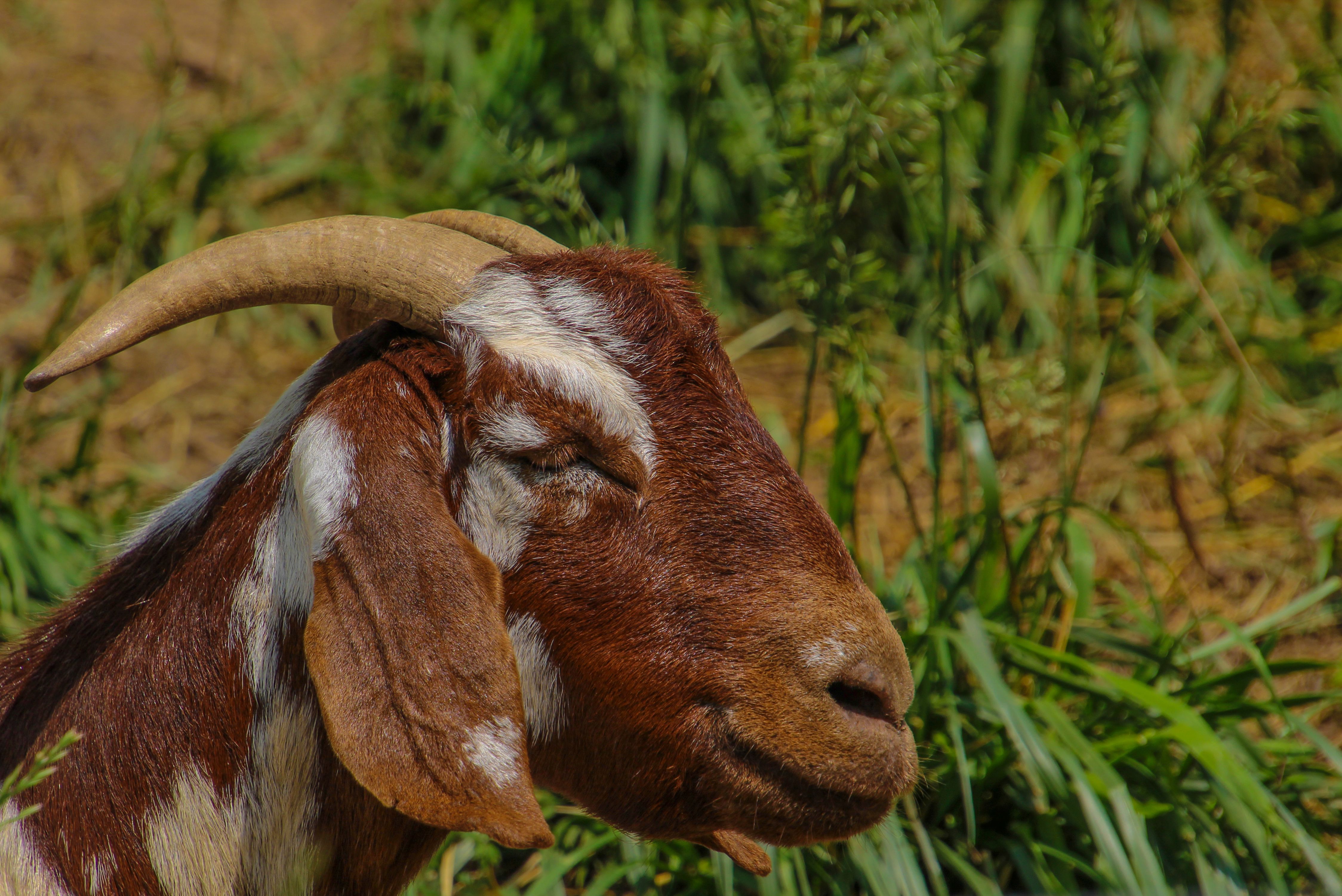 Portrait of Goat Standing in Field · Free Stock Photo