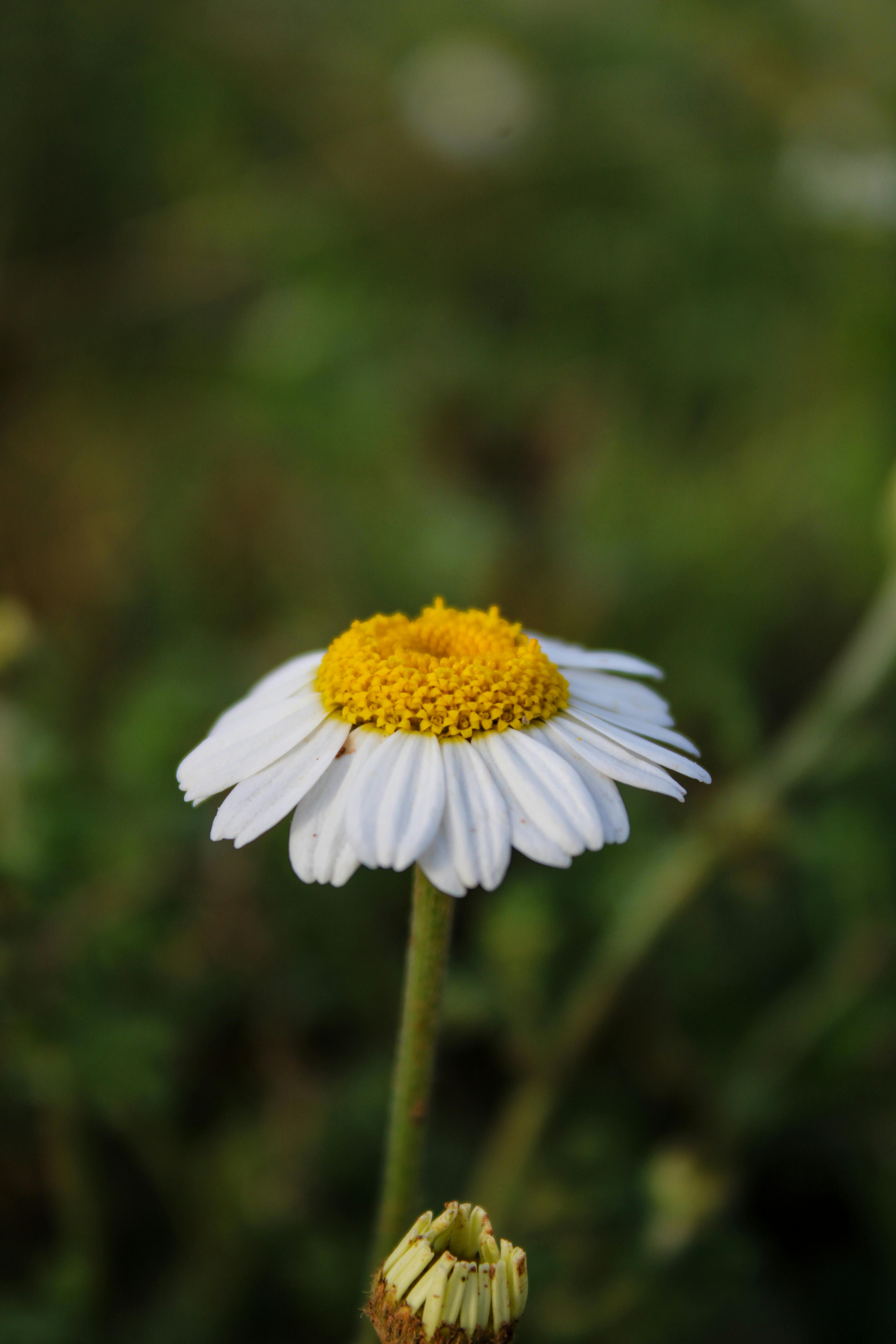 White Chamomile Flower · Free Stock Photo