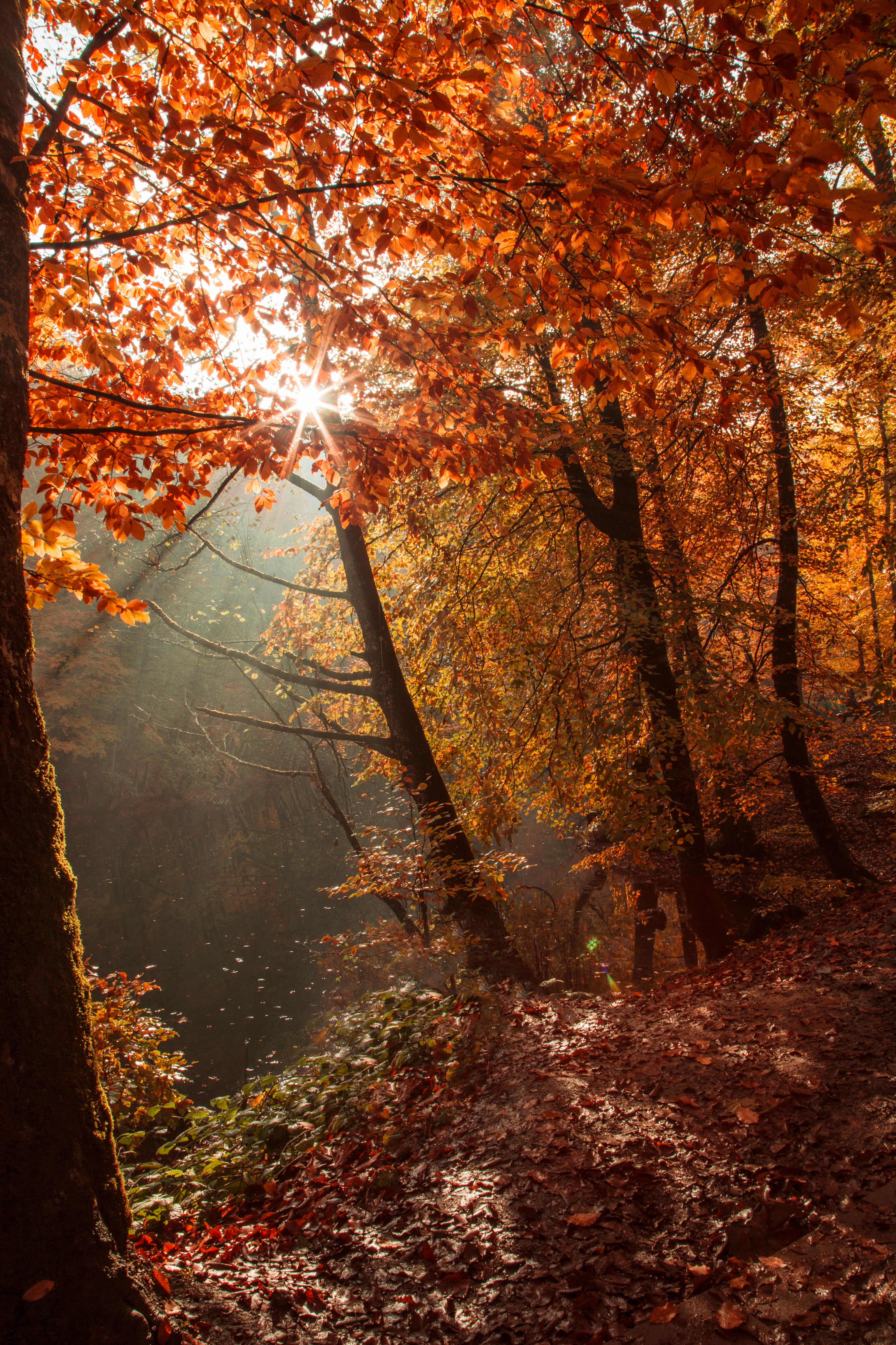 Beauty Autumn Forest · Free Stock Photo