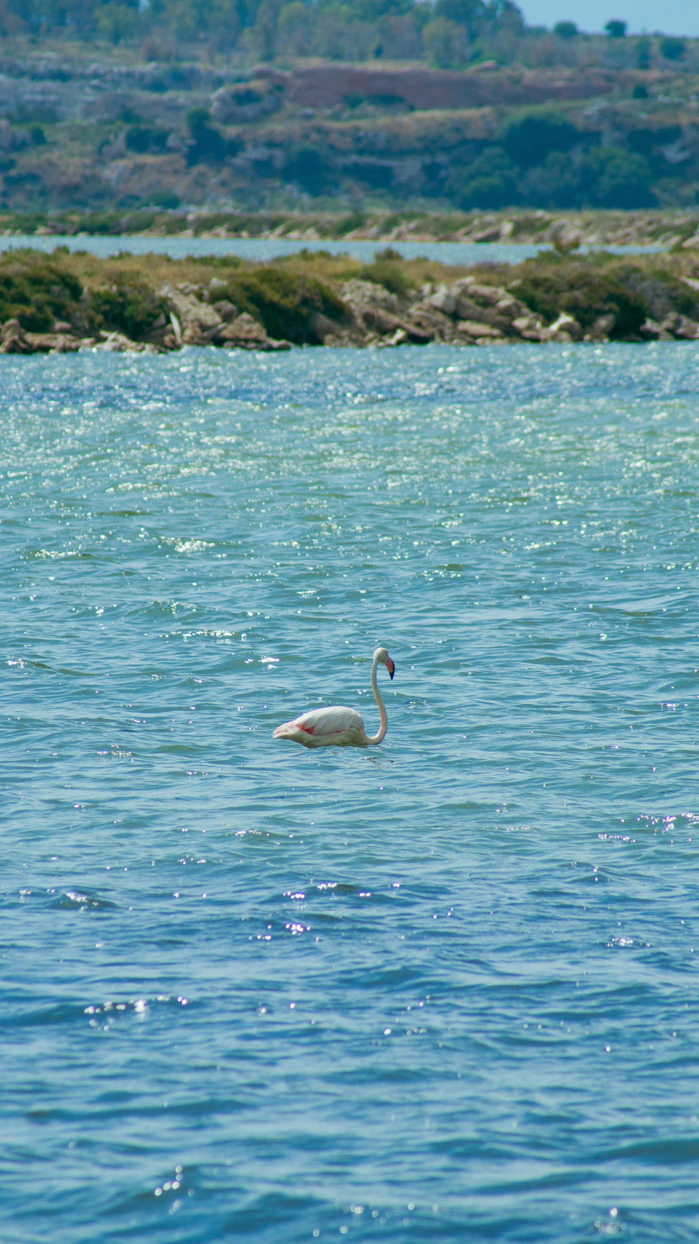 Floating Flamingo Photos, Download The BEST Free Floating Flamingo ...