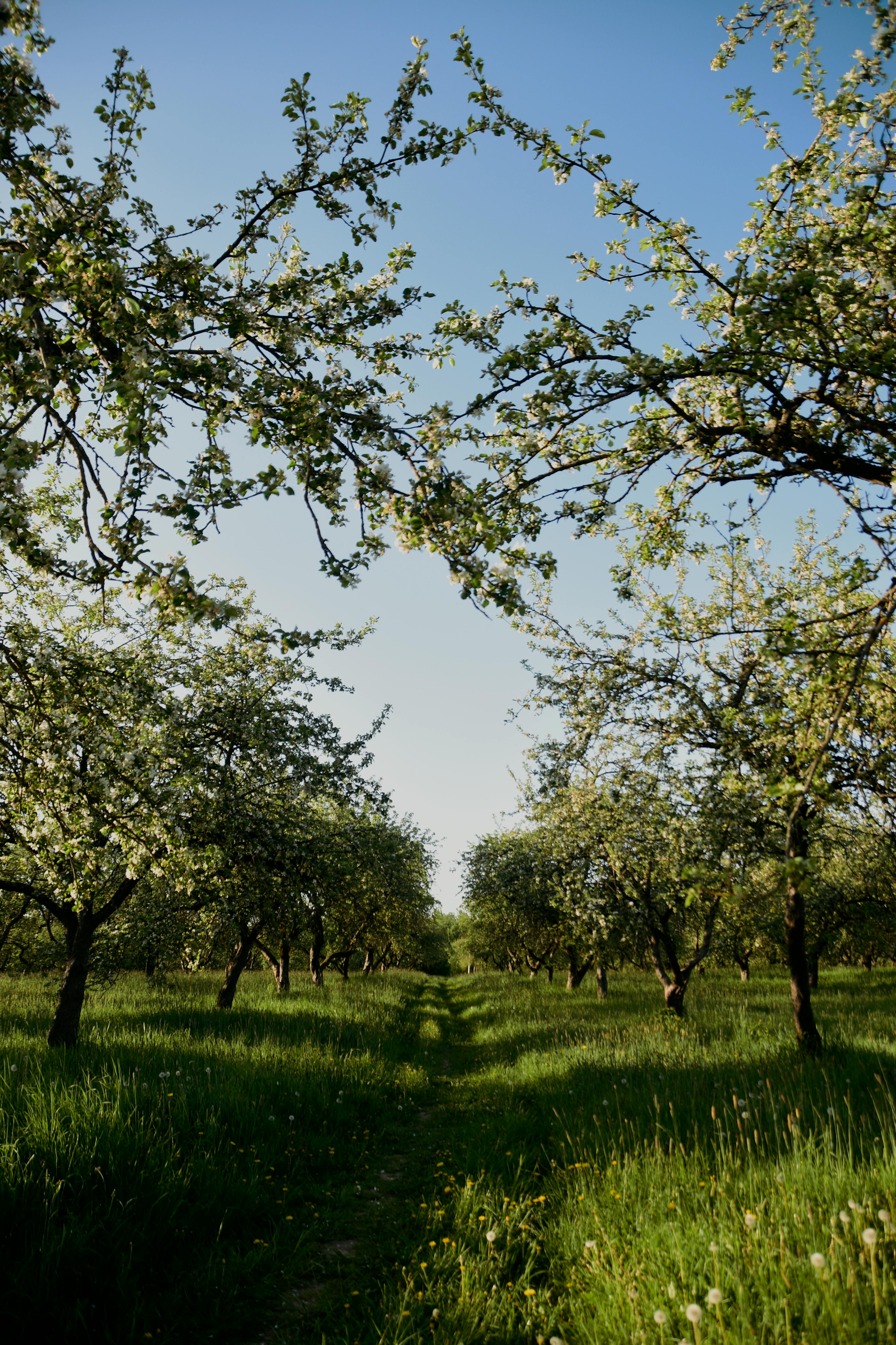 Footpath among Trees in Orchard · Free Stock Photo