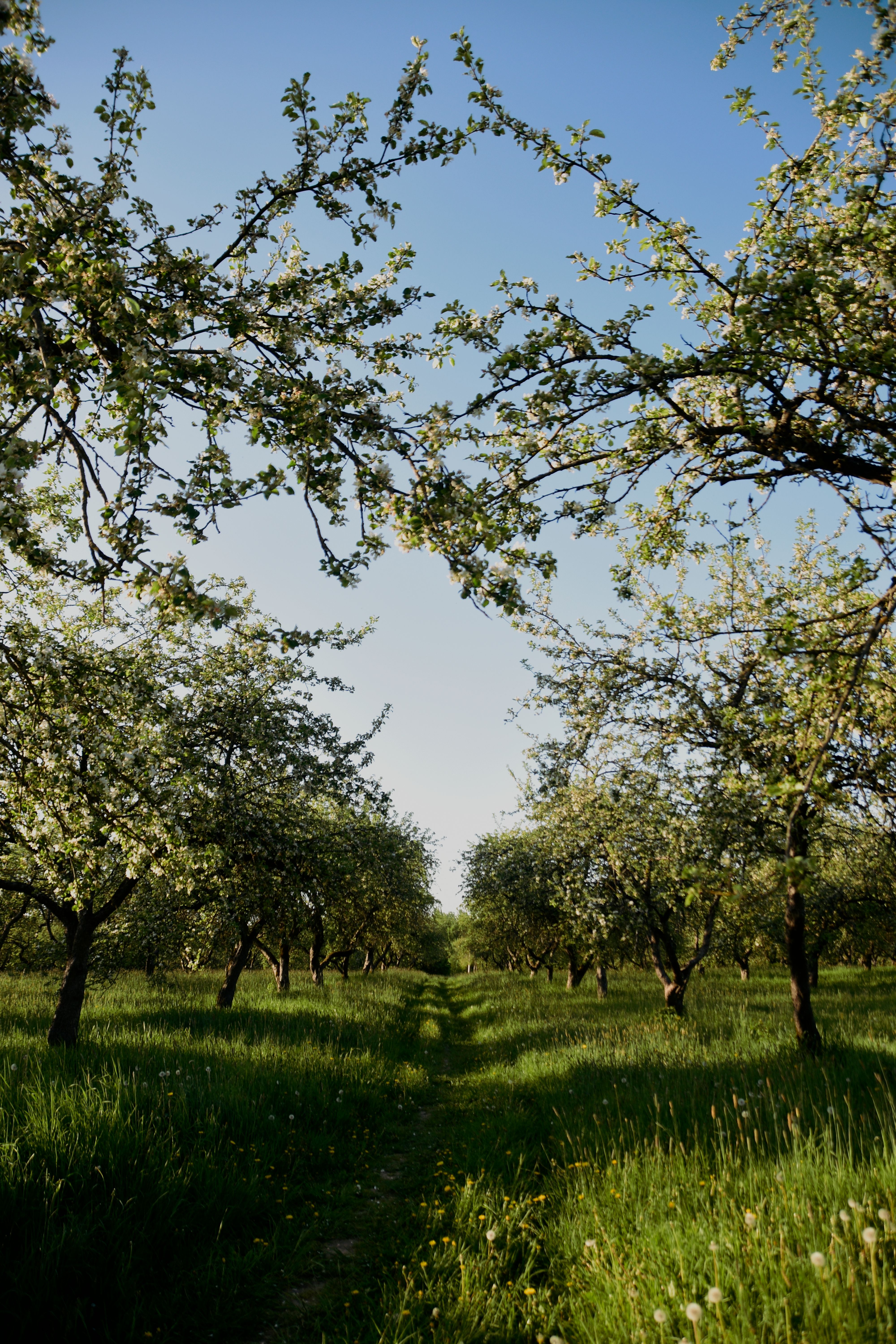 Footpath among Trees in Orchard · Free Stock Photo