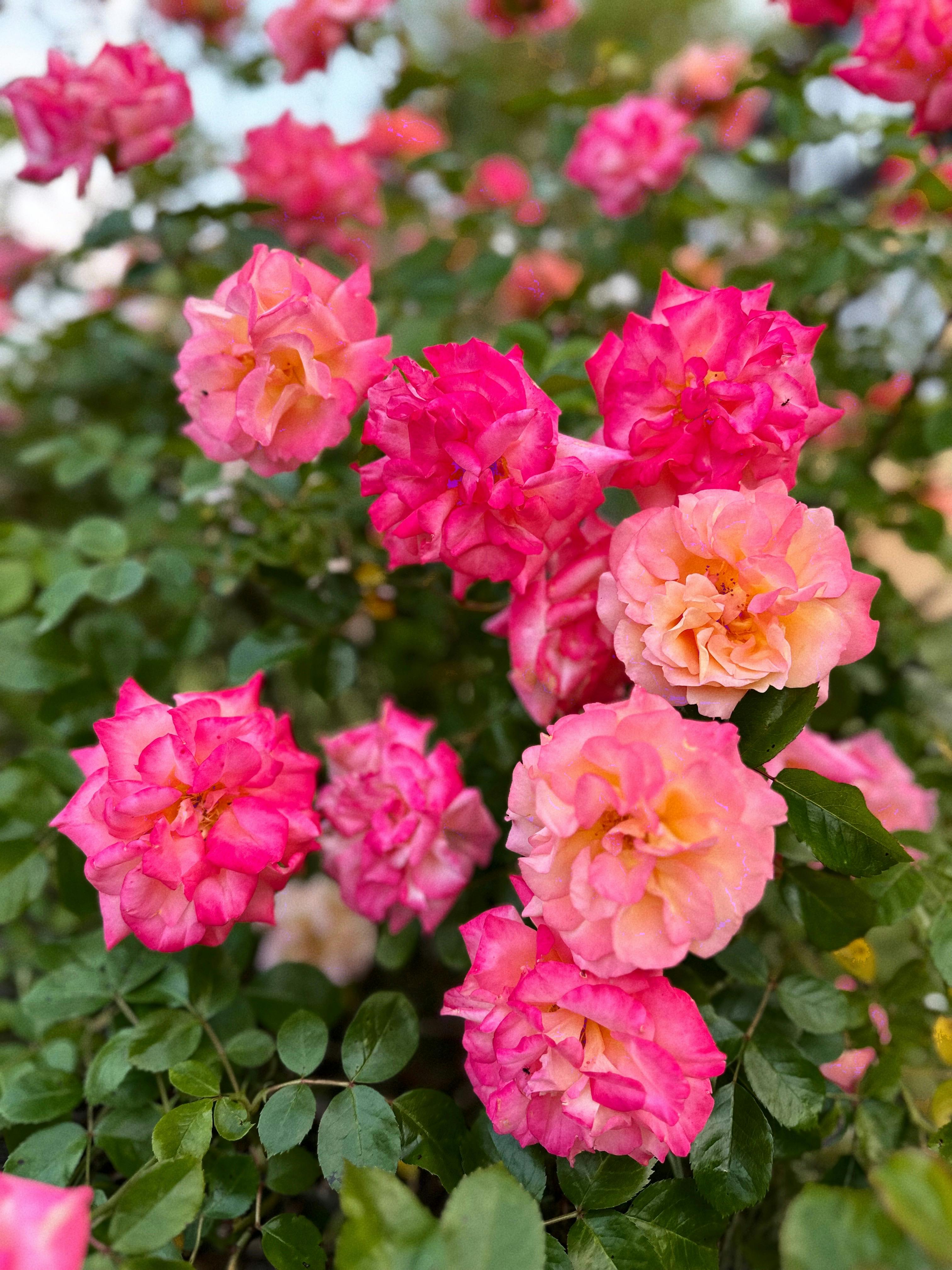 Branch of Pink Roses · Free Stock Photo