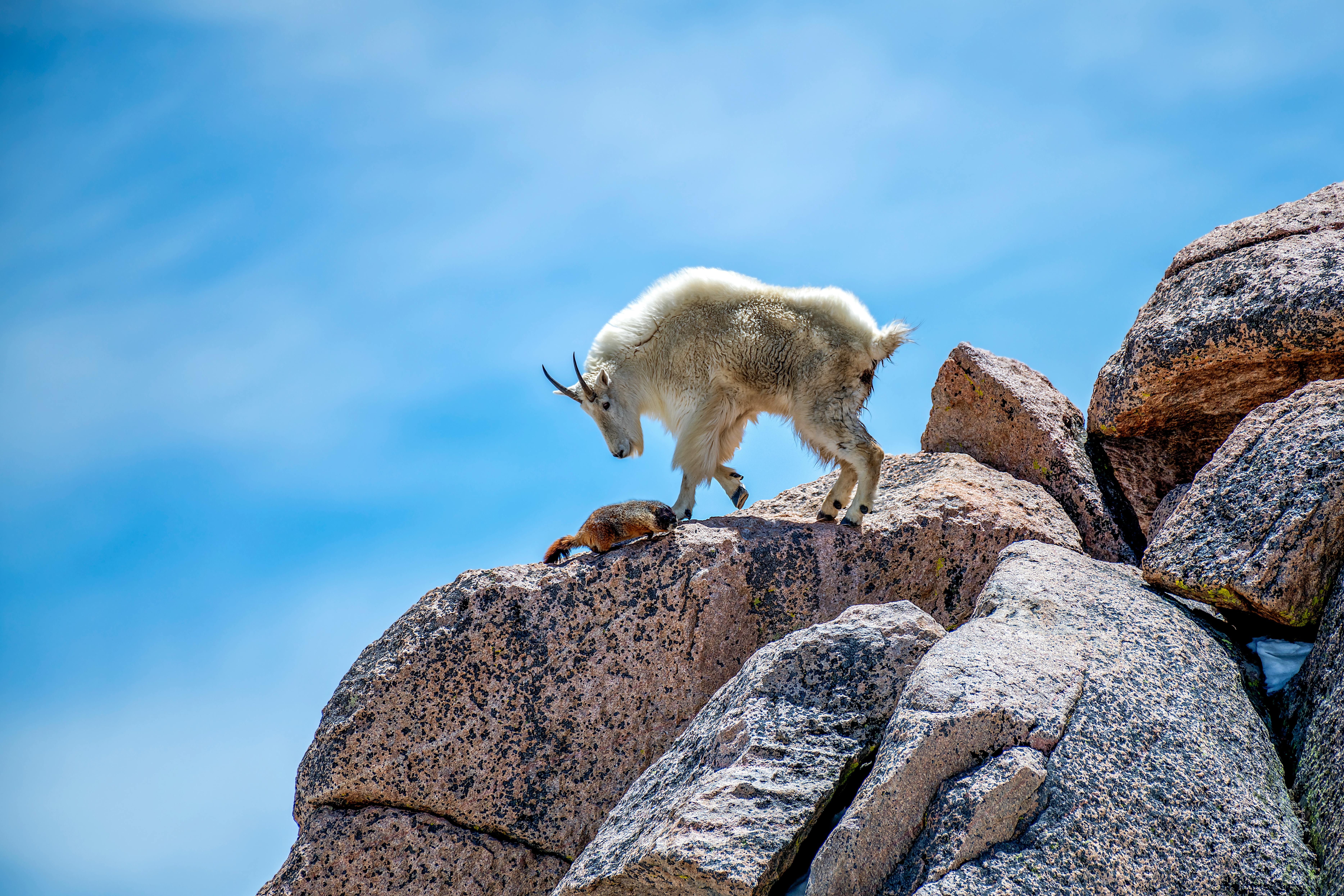 Mountain Goats in Nature · Free Stock Photo