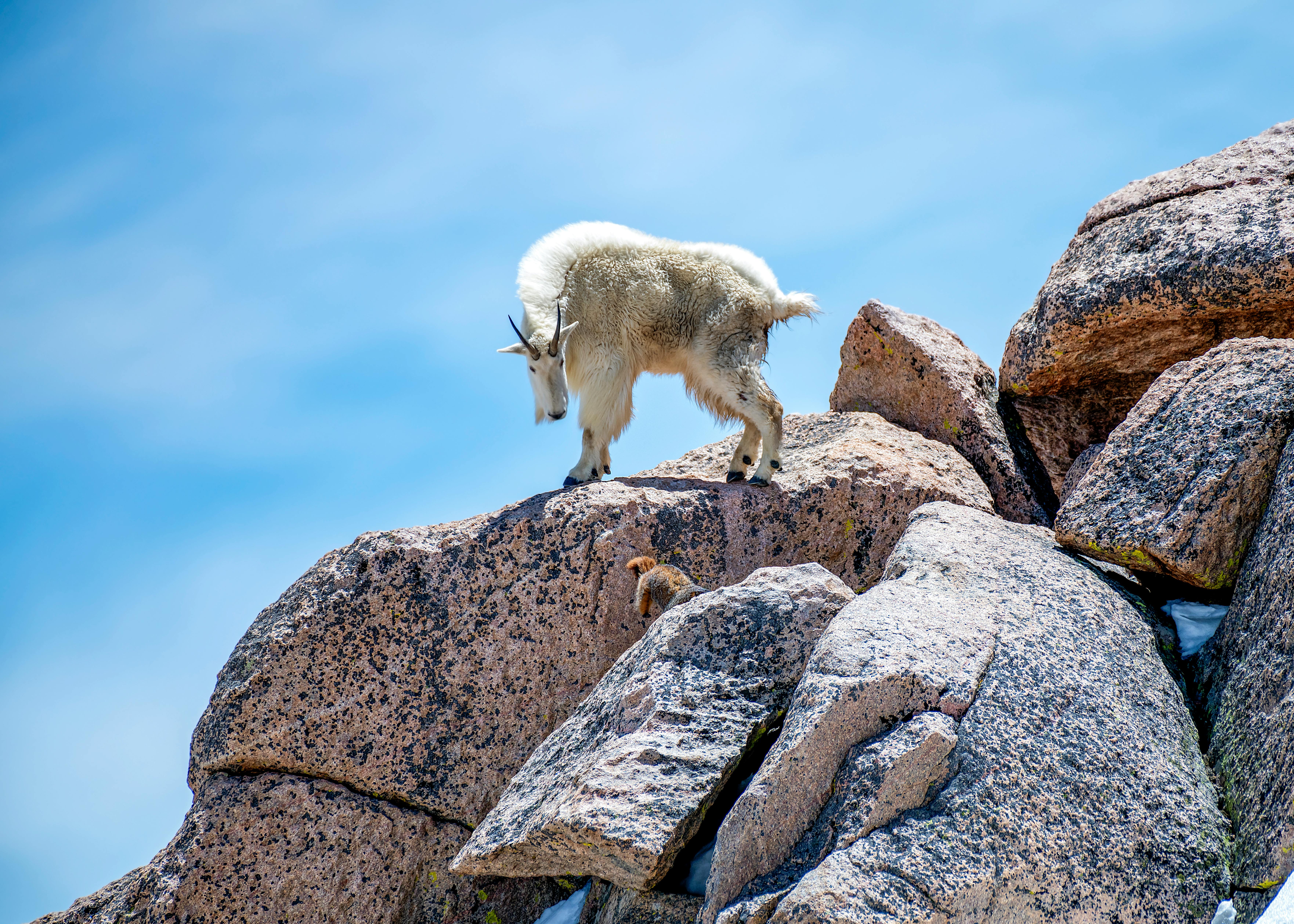 Mountain Goat on Rocks · Free Stock Photo