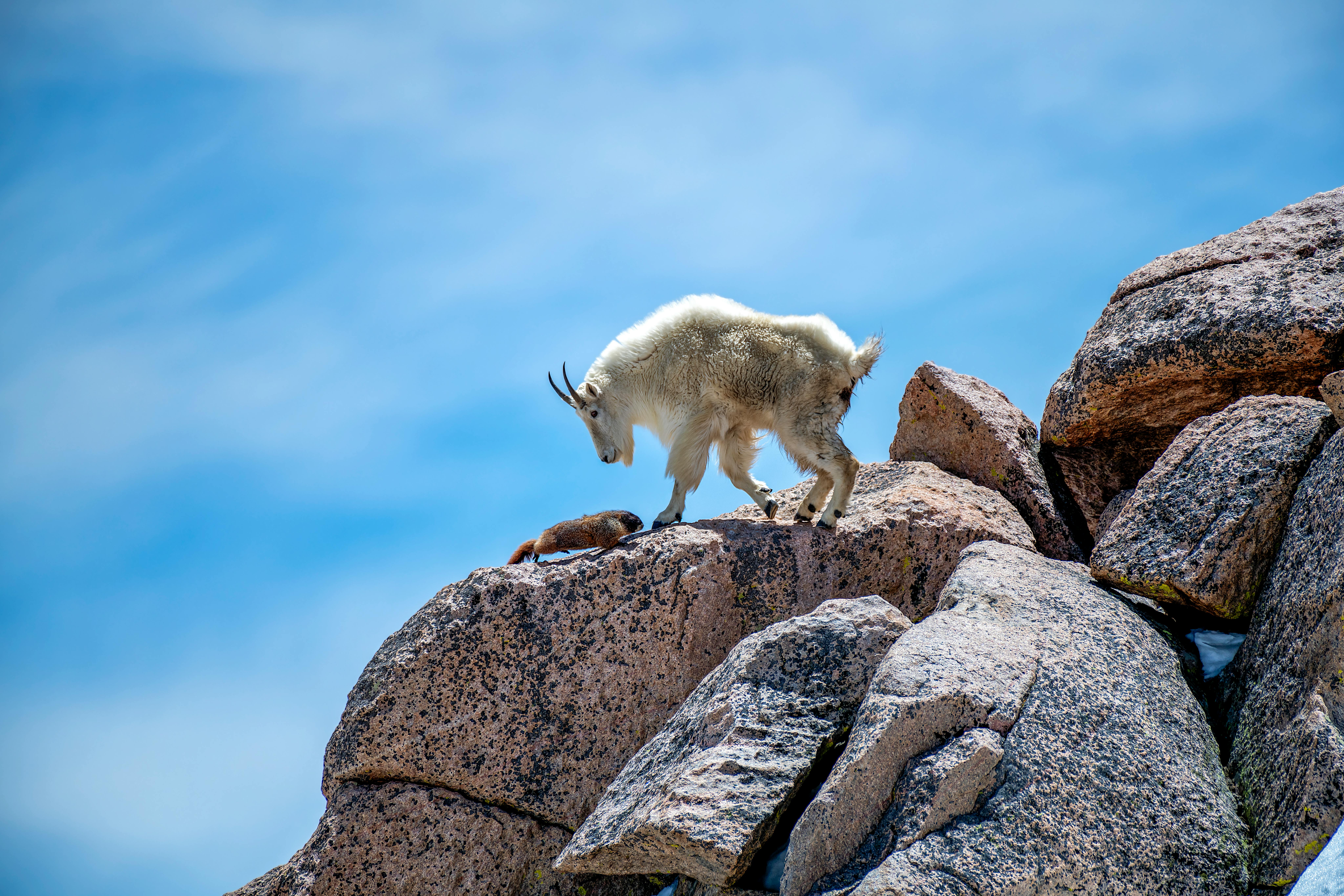 Goat on Rocks · Free Stock Photo
