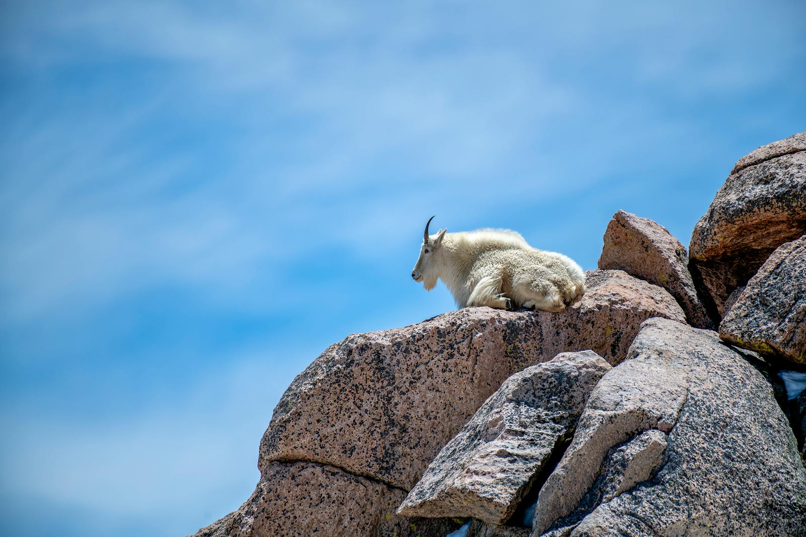 Mountain Goat Cliff Photos, Download The BEST Free Mountain Goat Cliff ...