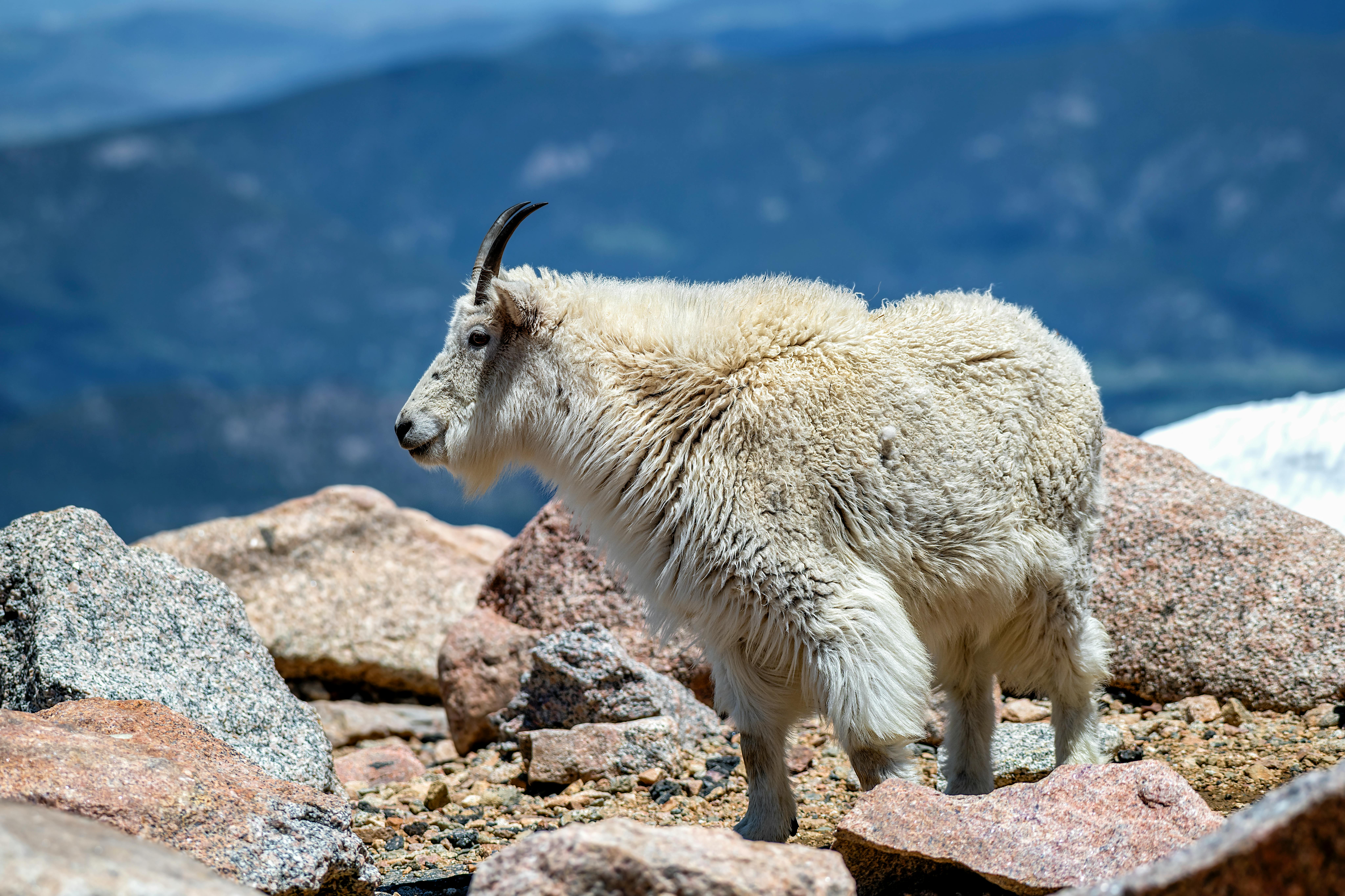 A mountain goat stands on top of a rocky hill · Free Stock Photo