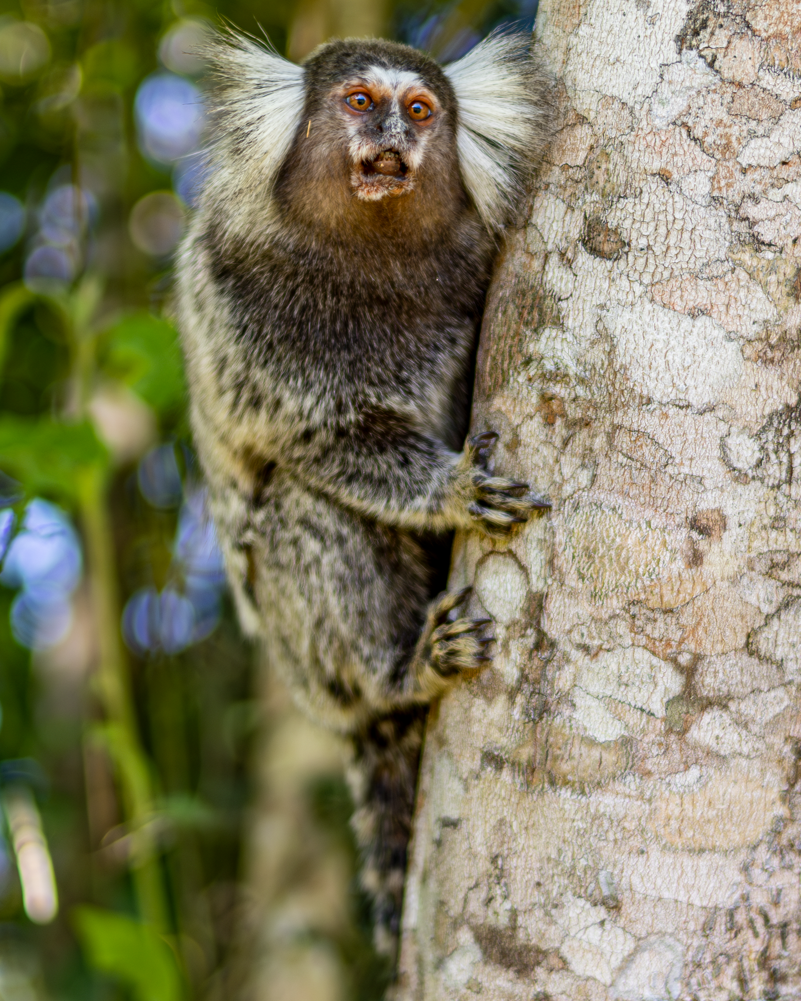 Saguis Photos, Download The BEST Free Saguis Stock Photos & HD Images