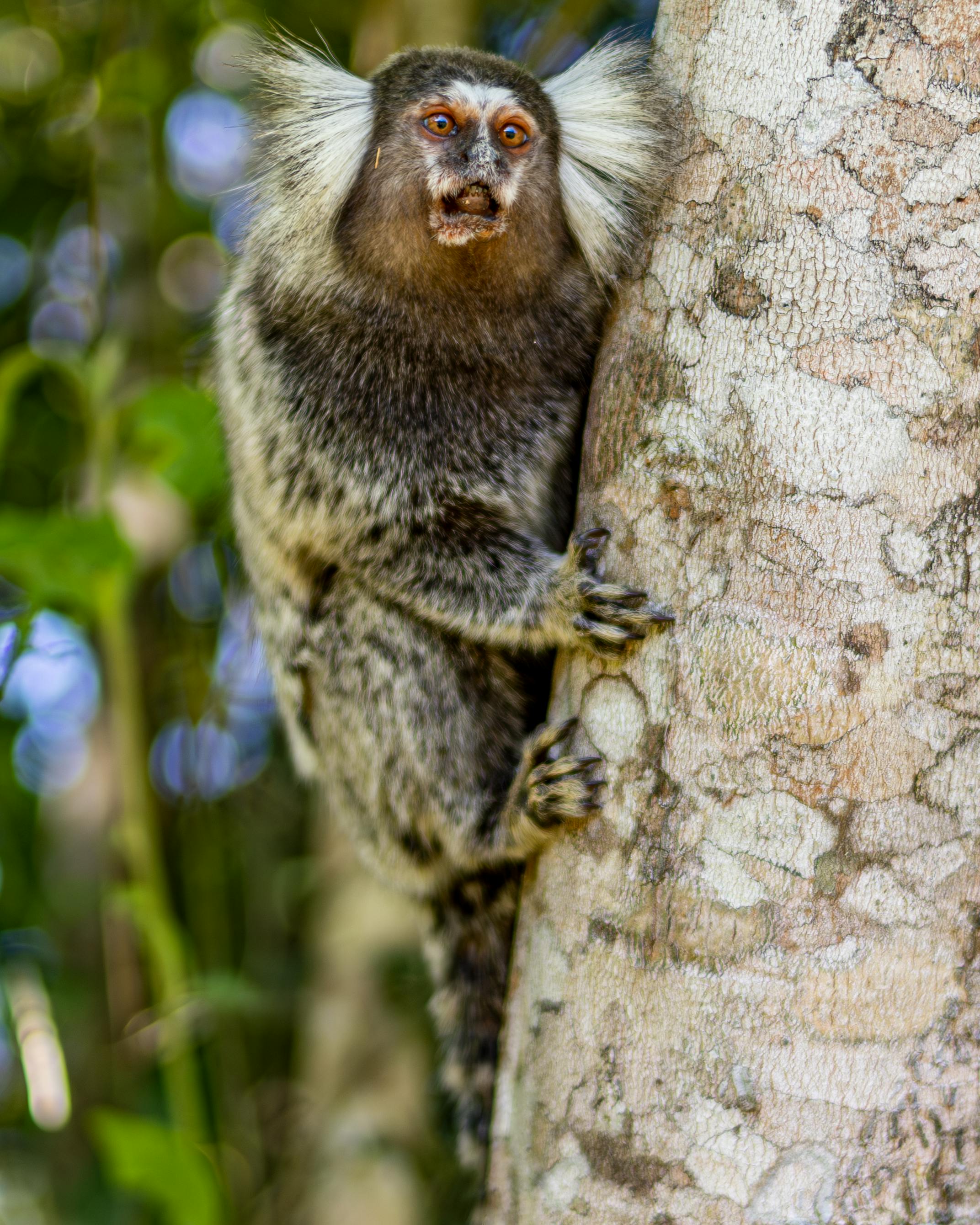 Scary Monkey Sitting on Bough · Free Stock Photo