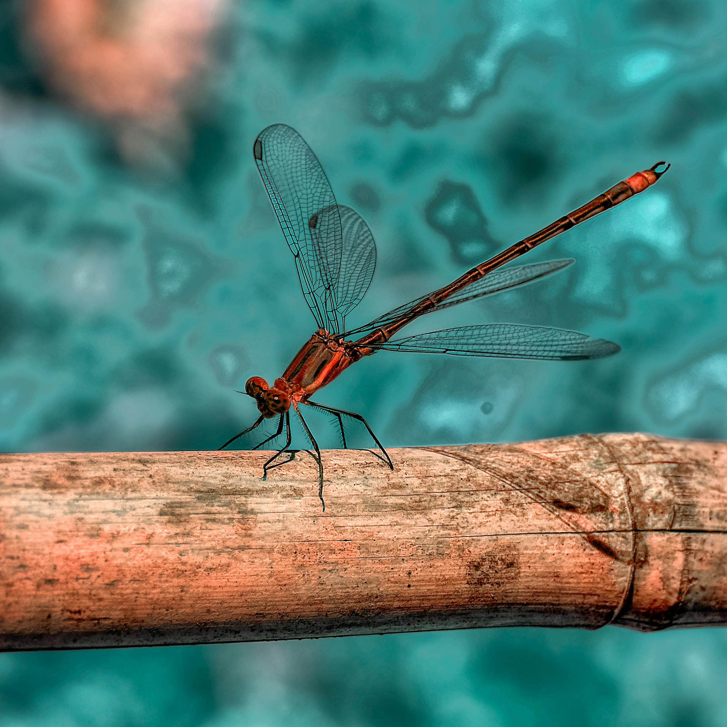 Infrared Photography 20 Photos & Videos Collected by Mike Kit