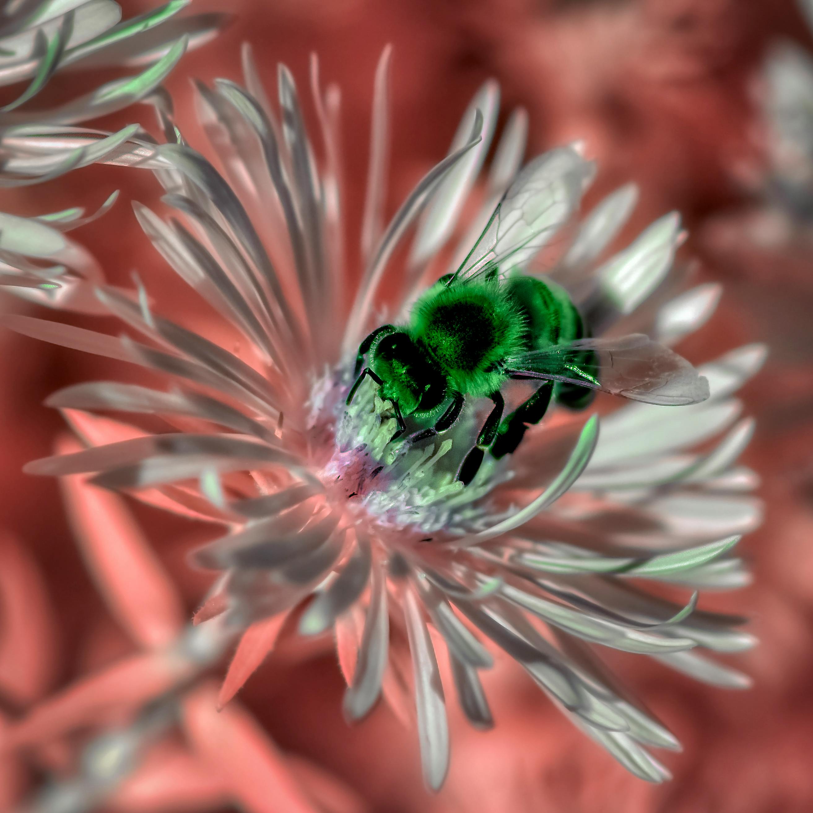 Infrared Photography 20 Photos & Videos Collected by Mike Kit