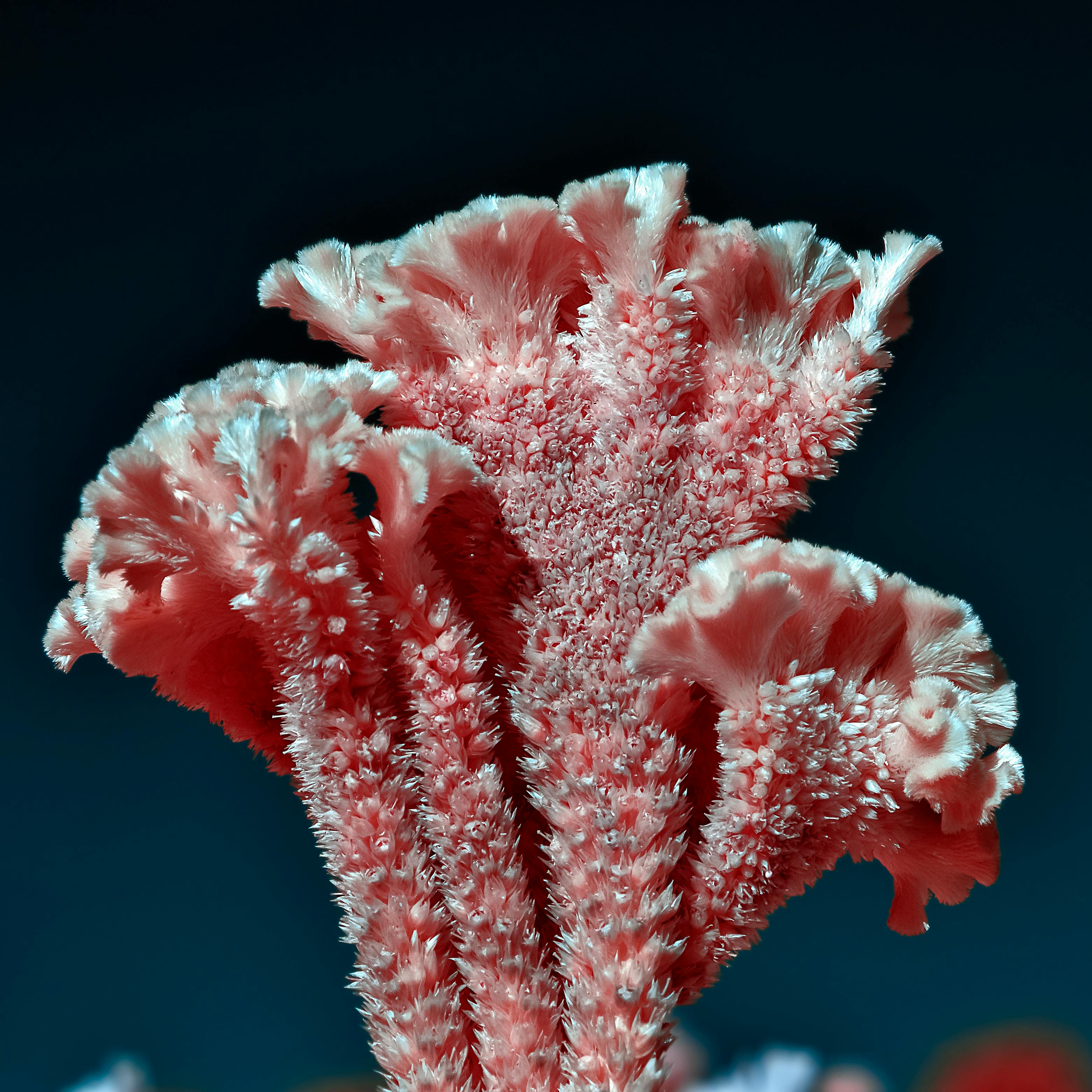 Infrared Photography 20 Photos & Videos Collected by Mike Kit