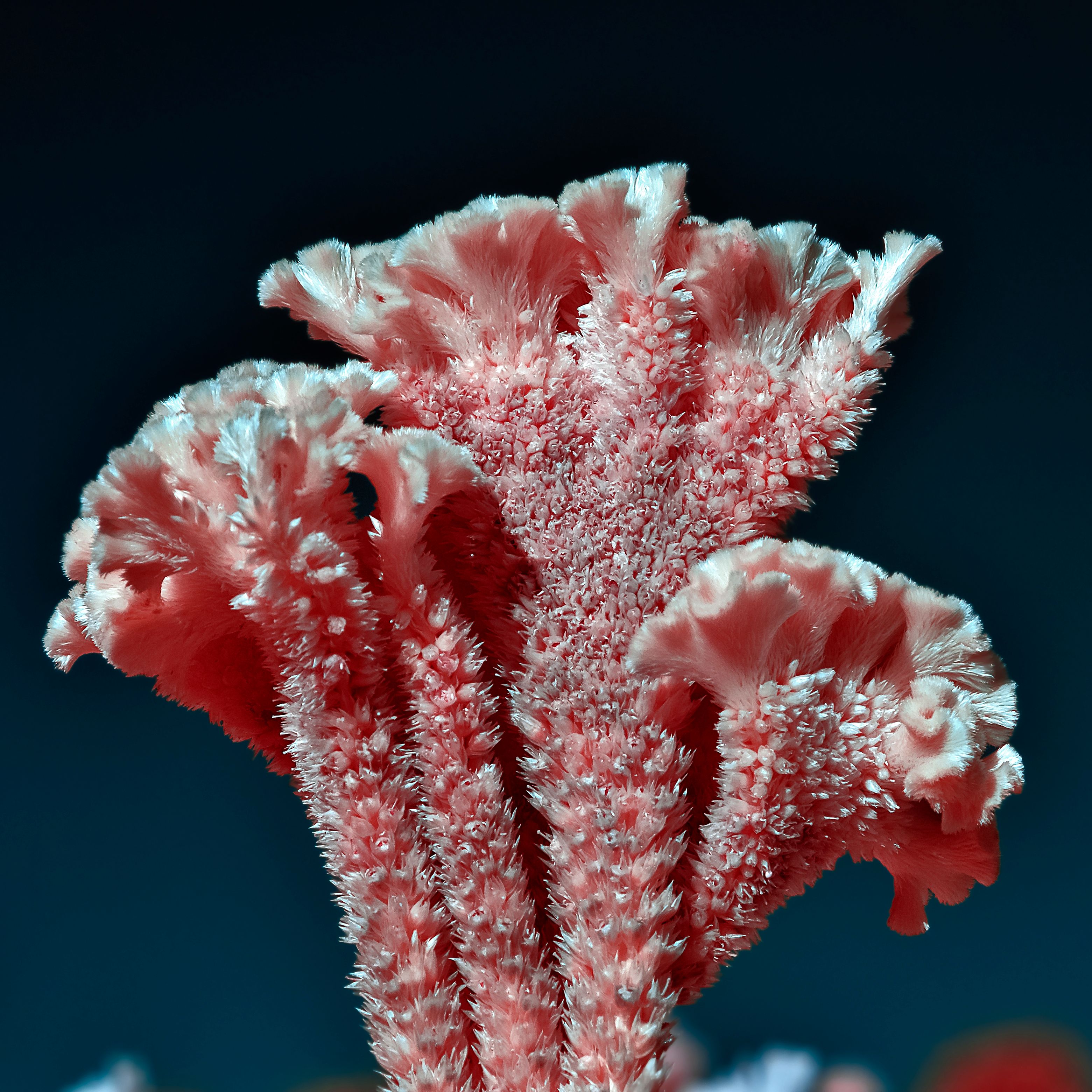 Uncommon Photos, Download The BEST Free Uncommon Stock Photos & HD Images