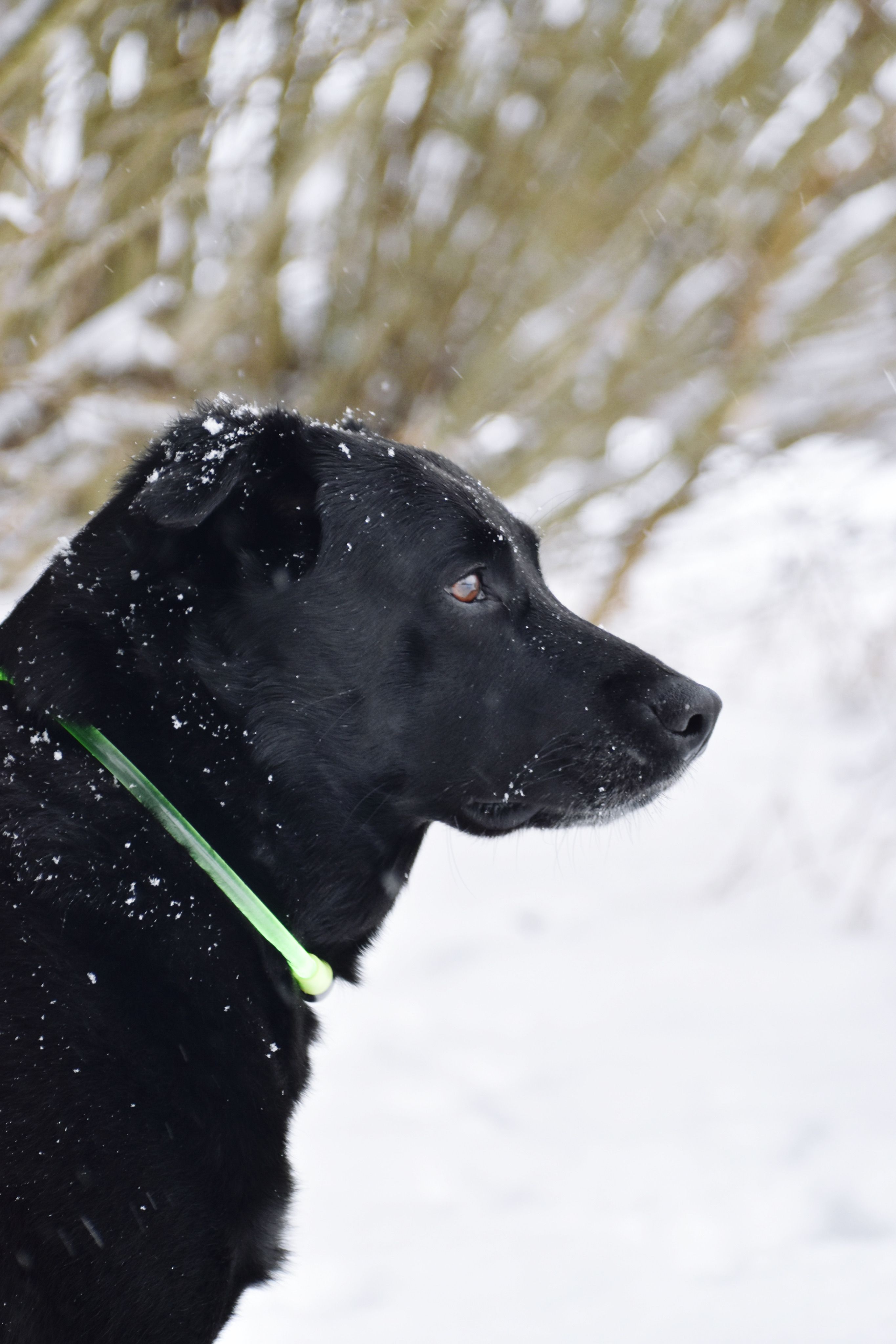 Dash Dog Photos, Download The BEST Free Dash Dog Stock Photos & HD Images