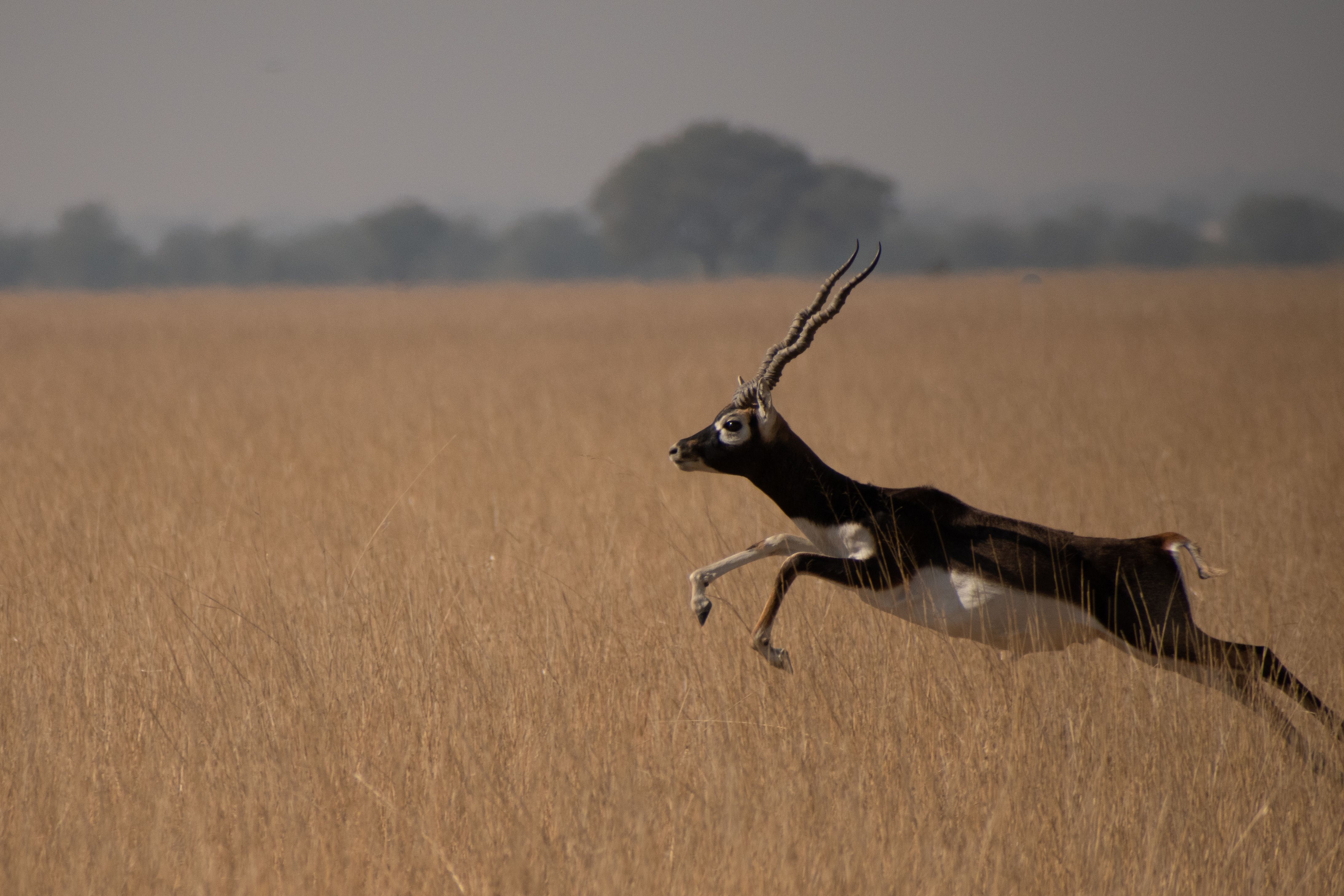 Antelope Jump Photos, Download The BEST Free Antelope Jump Stock Photos ...