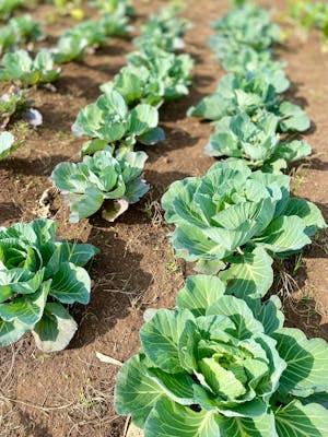 Cabbage Patch Photos, Download The BEST Free Cabbage Patch Stock Photos ...