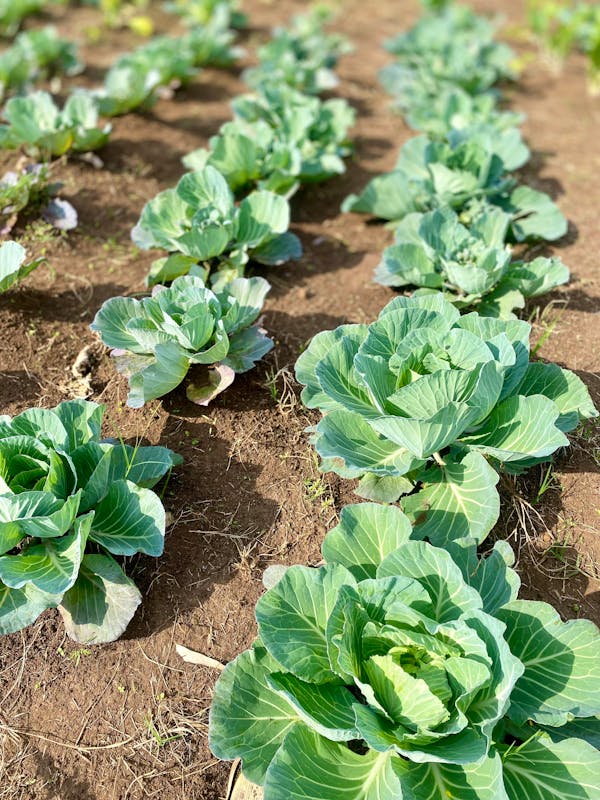Cabbage Patch Photos, Download The BEST Free Cabbage Patch Stock Photos ...