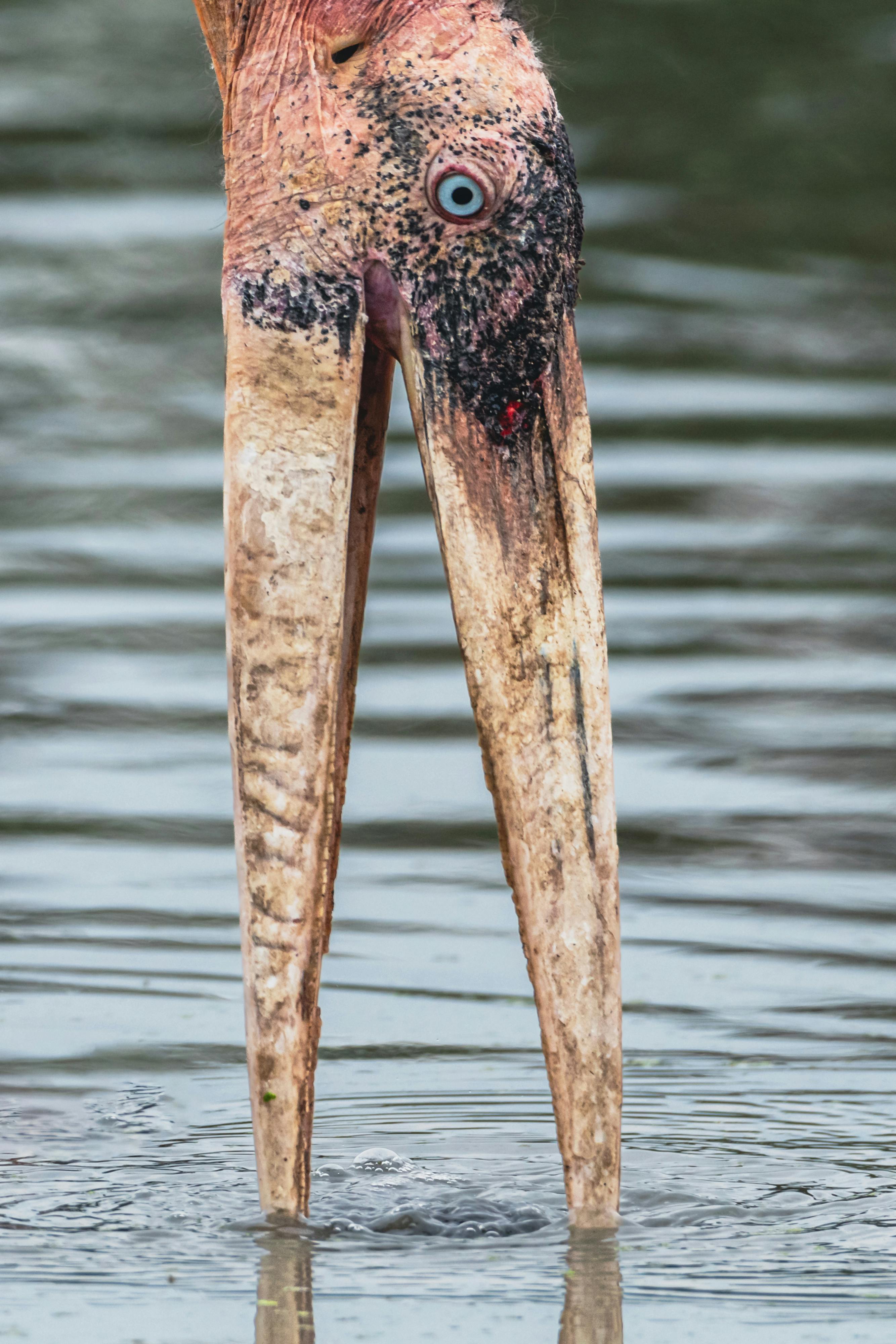 Hunting Photos, Download The BEST Free Hunting Stock Photos & HD Images