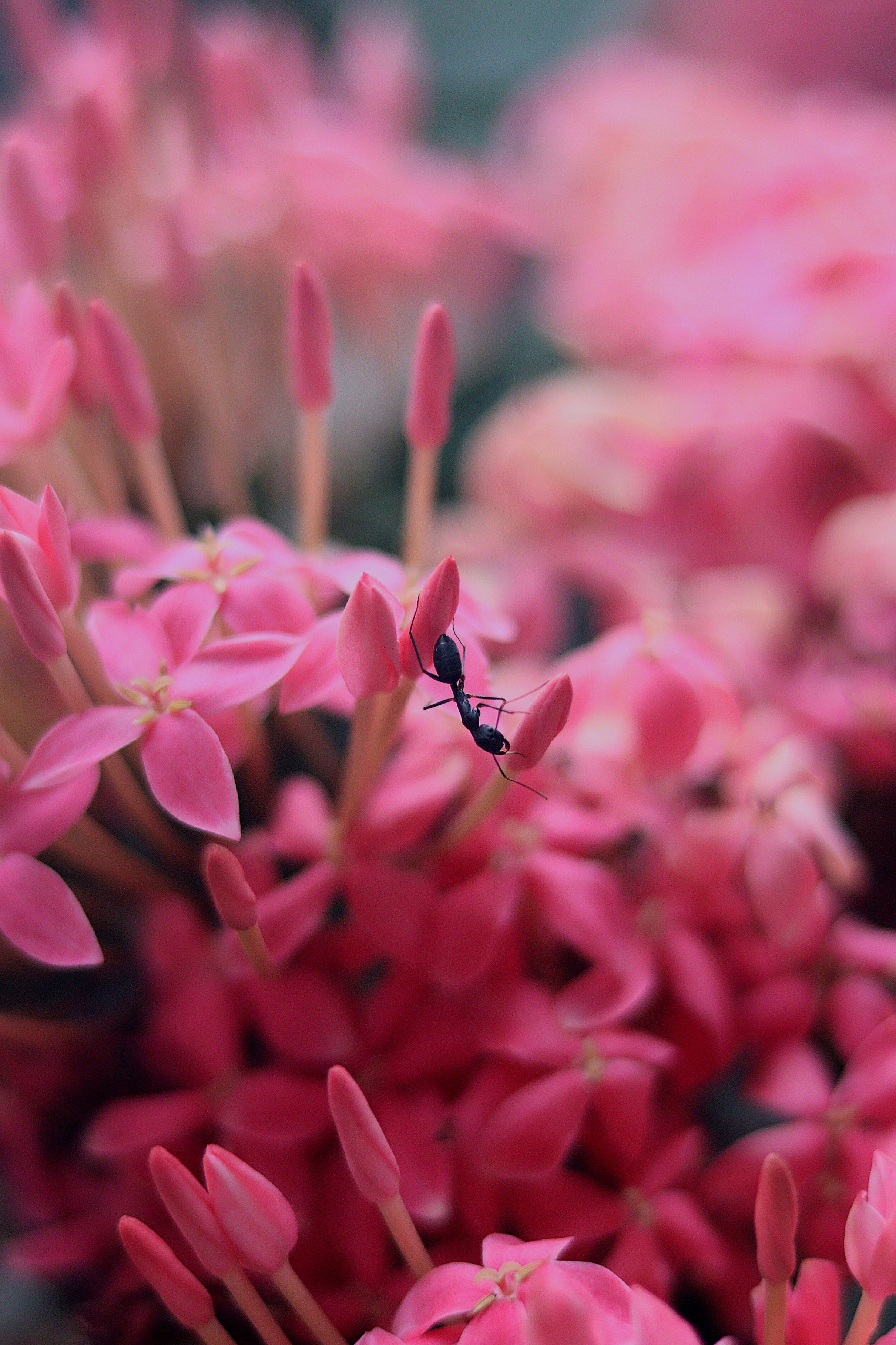 Ant on Pink Flowers · Free Stock Photo