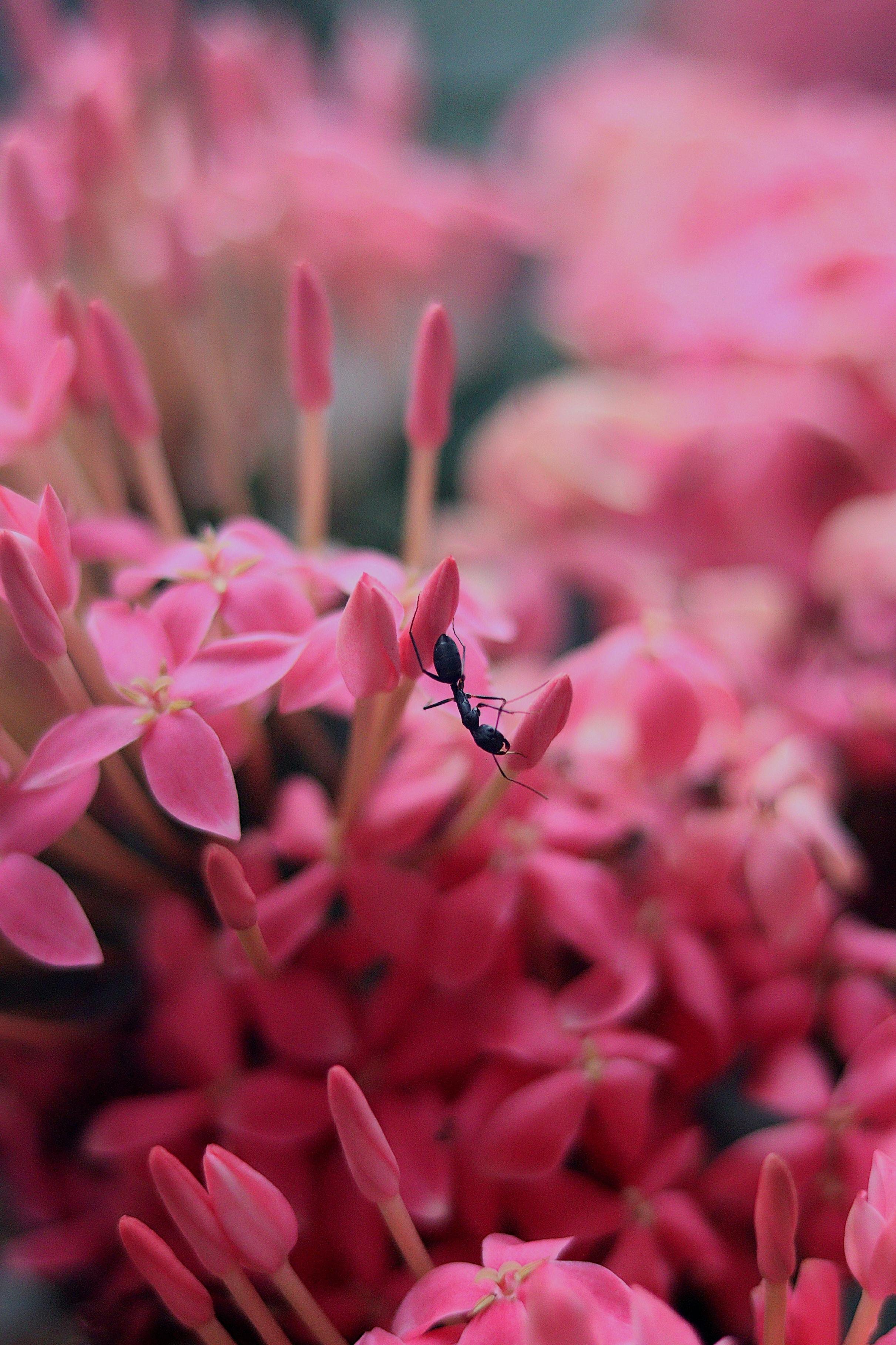 Ant on Pink Flowers · Free Stock Photo