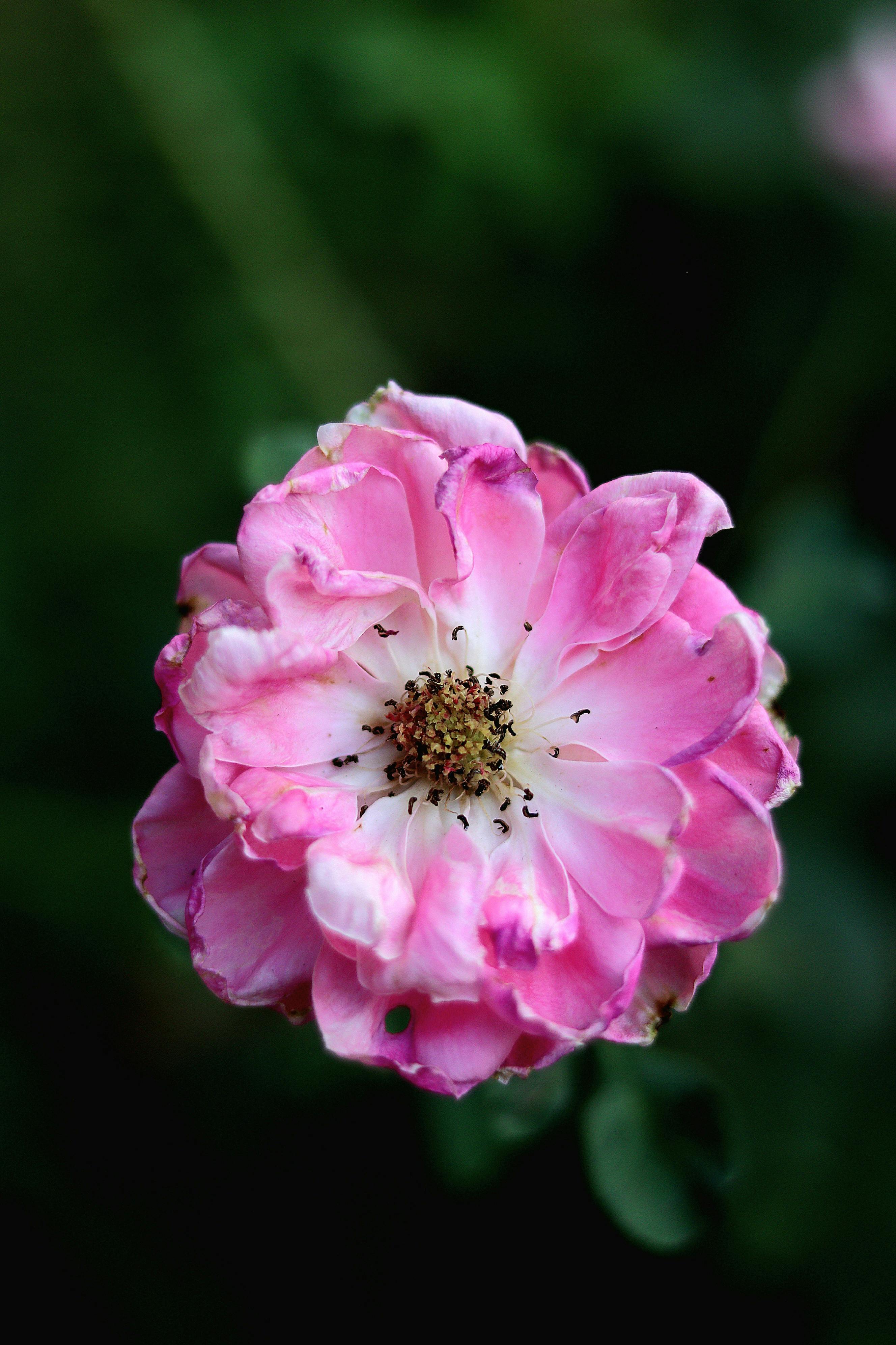 Pink Flowers and Wilted Roses · Free Stock Photo