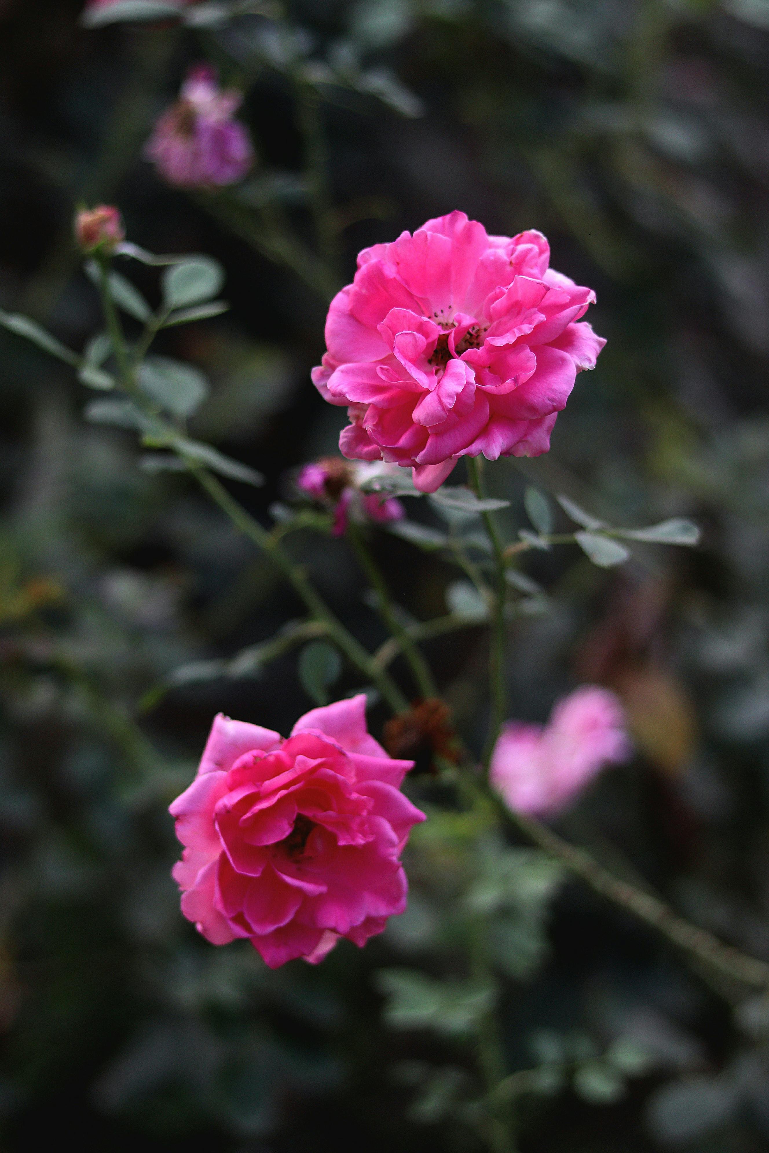 Pink Flowers and Wilted Roses · Free Stock Photo