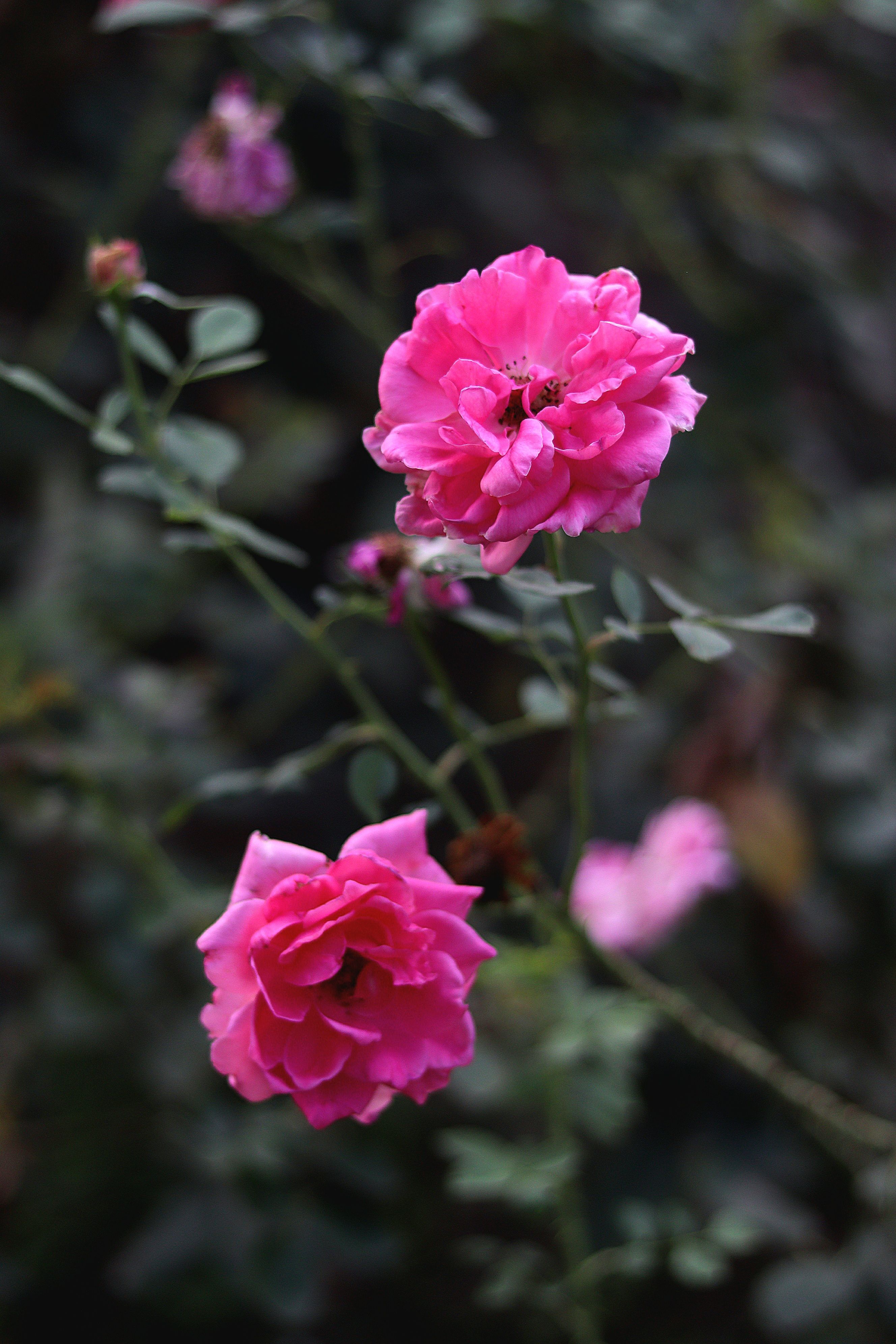 Close-up of Pink Roses · Free Stock Photo