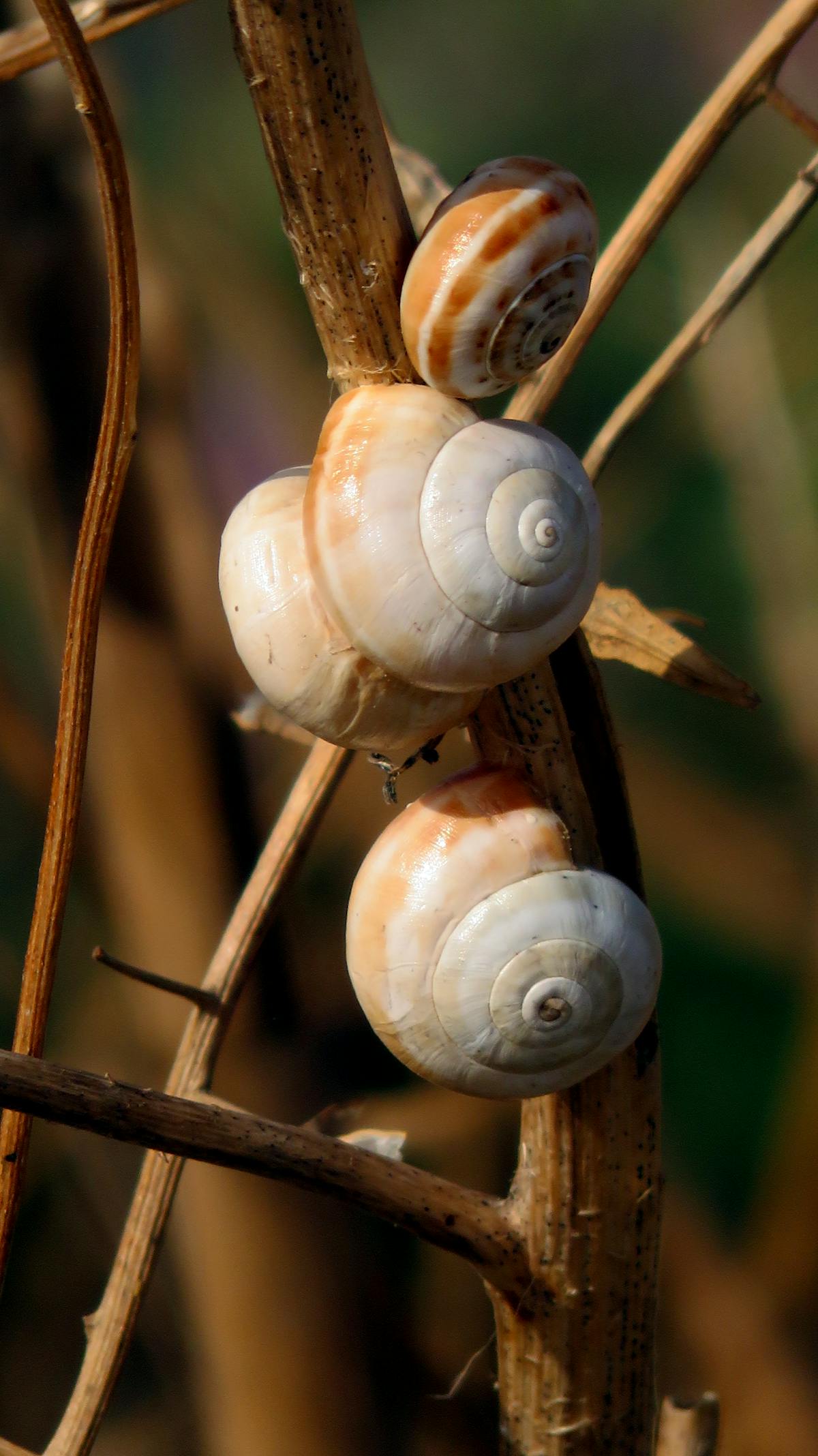 Snails Photos, Download The BEST Free Snails Stock Photos & HD Images