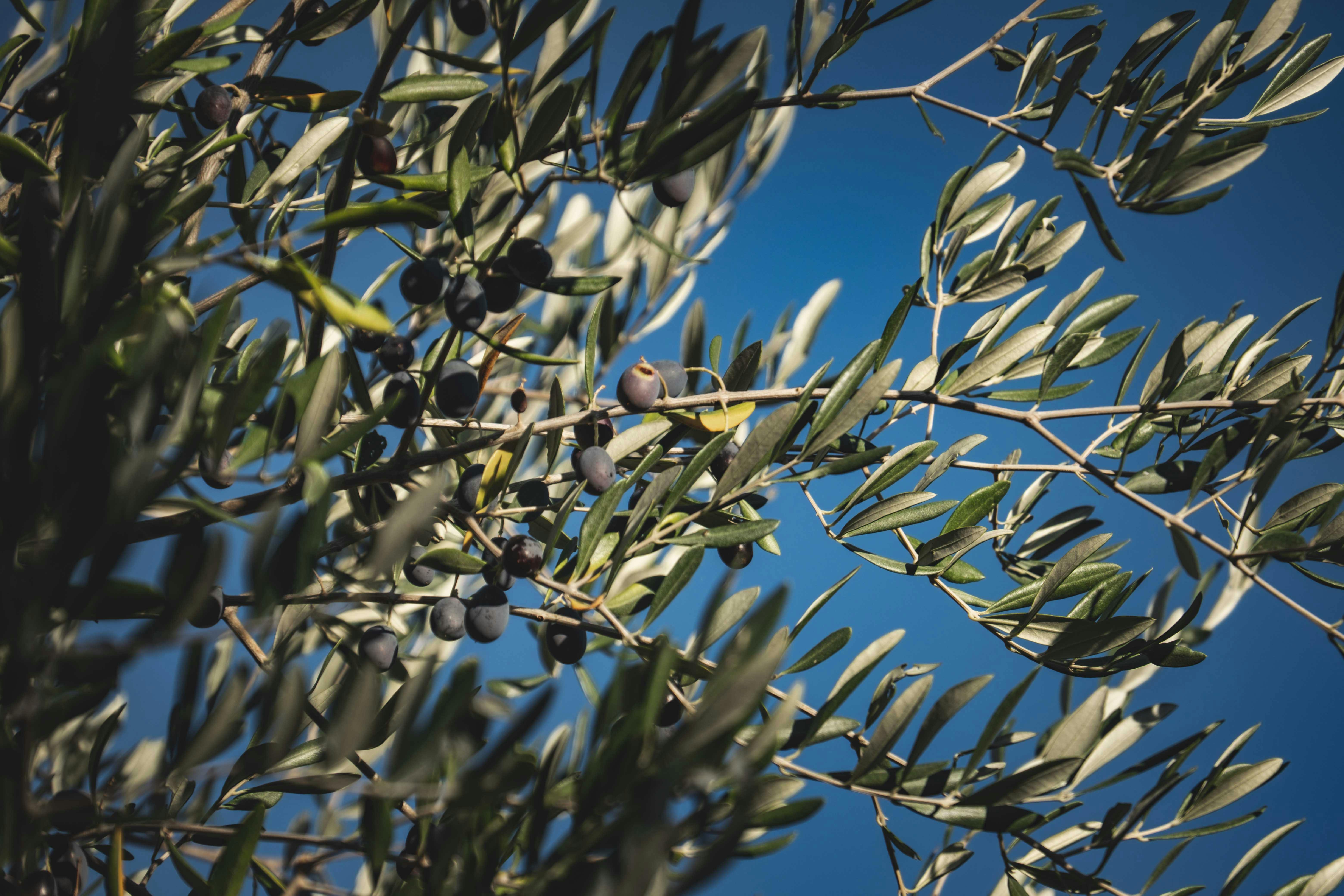 Photo of Three Black Olives on Olive Tree · Free Stock Photo