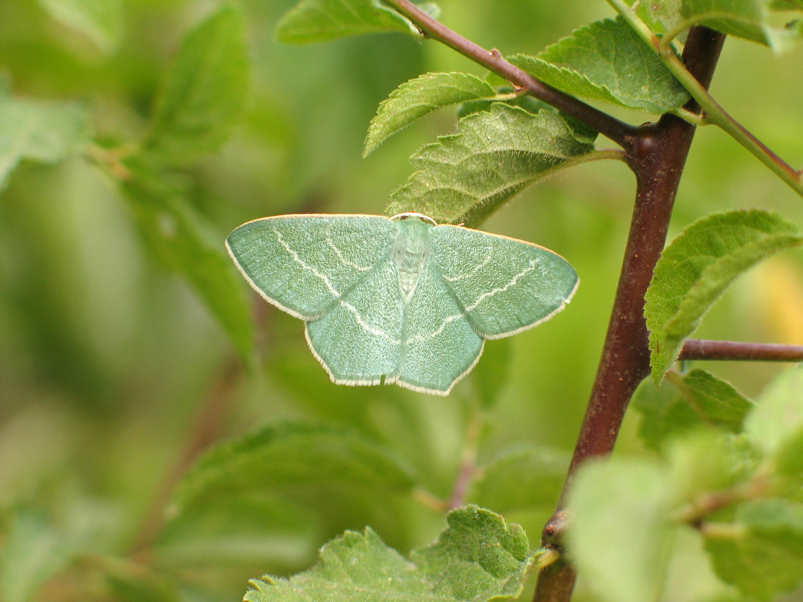 Close-up of a Green Moth · Free Stock Photo
