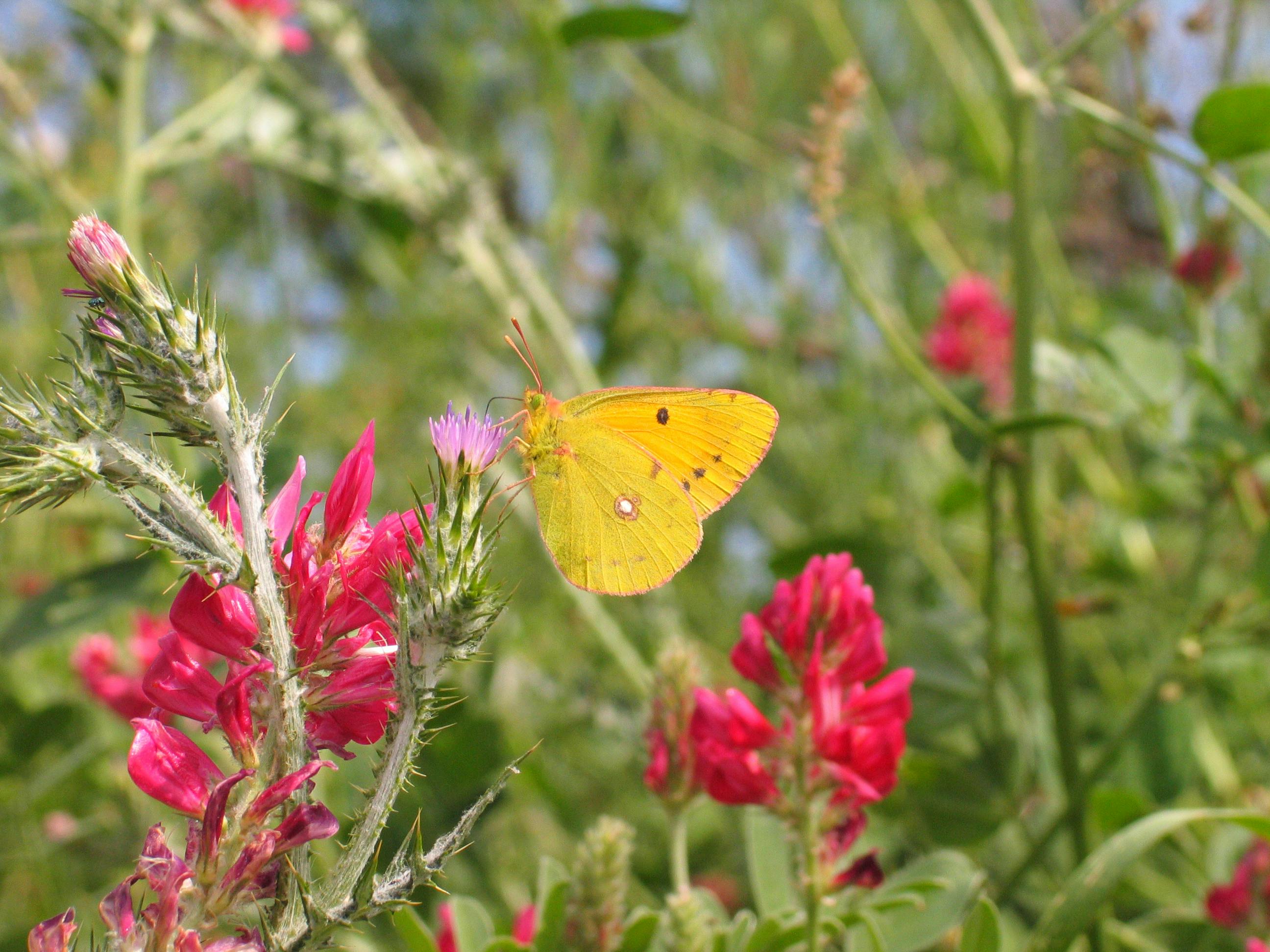 Butterfly Reference Photos, Download The BEST Free Butterfly Reference ...