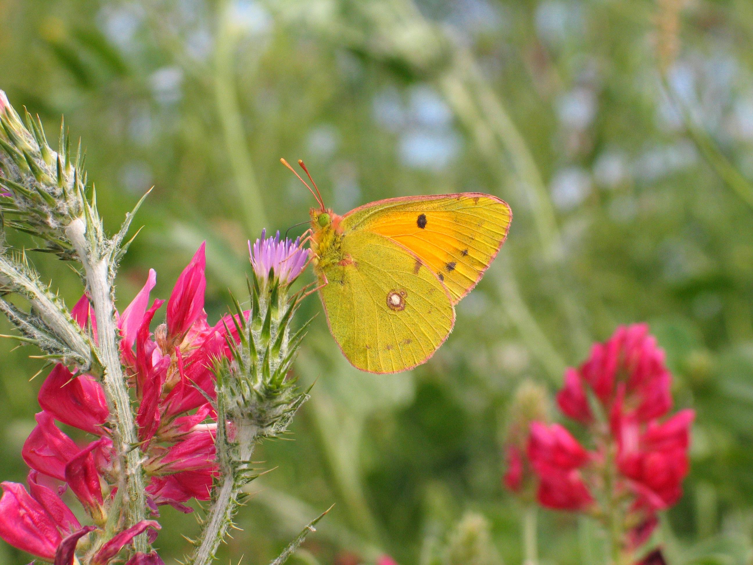 Butterfly Reference Photos, Download The BEST Free Butterfly Reference ...