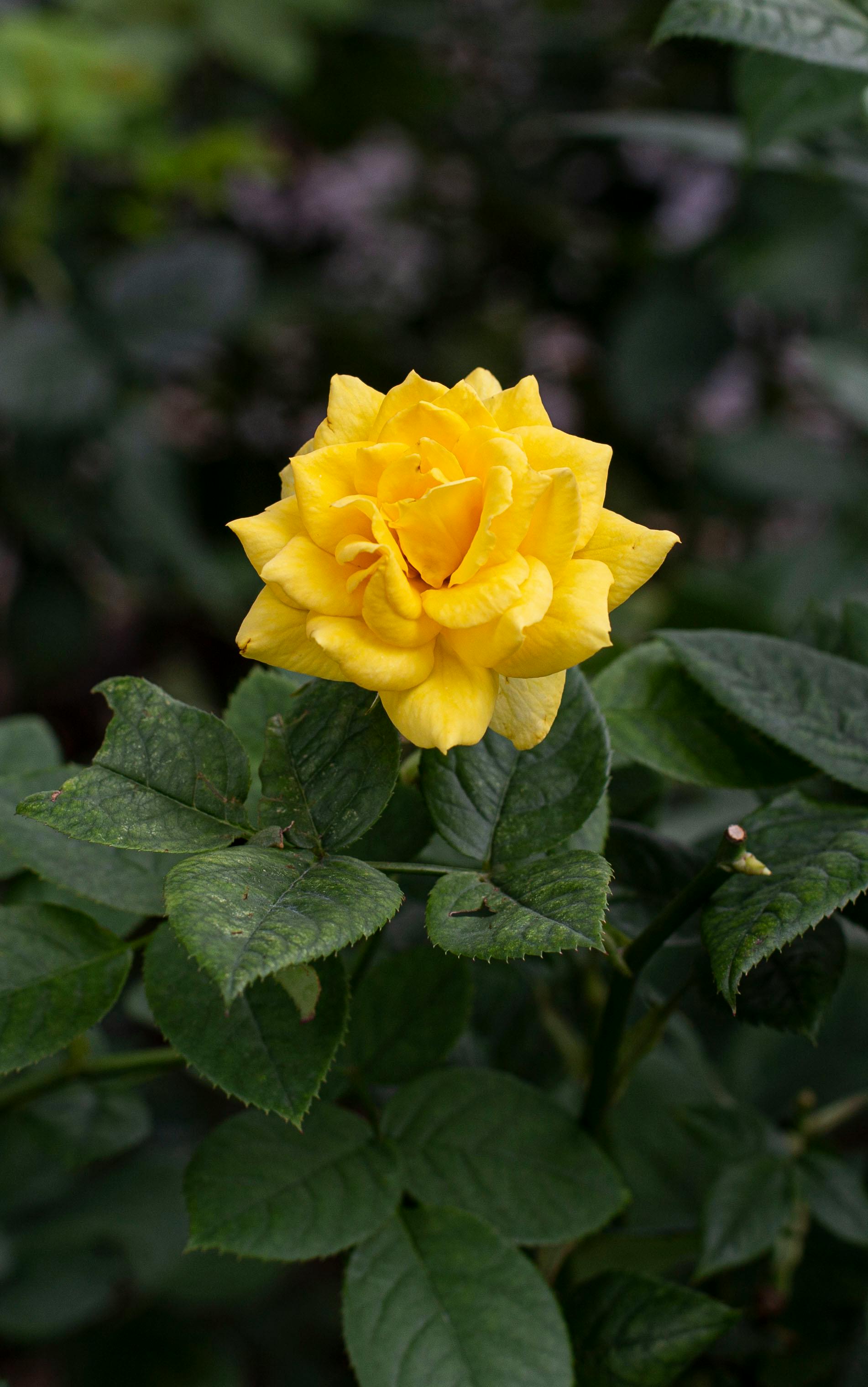 Close-up of a Yellow Rose · Free Stock Photo