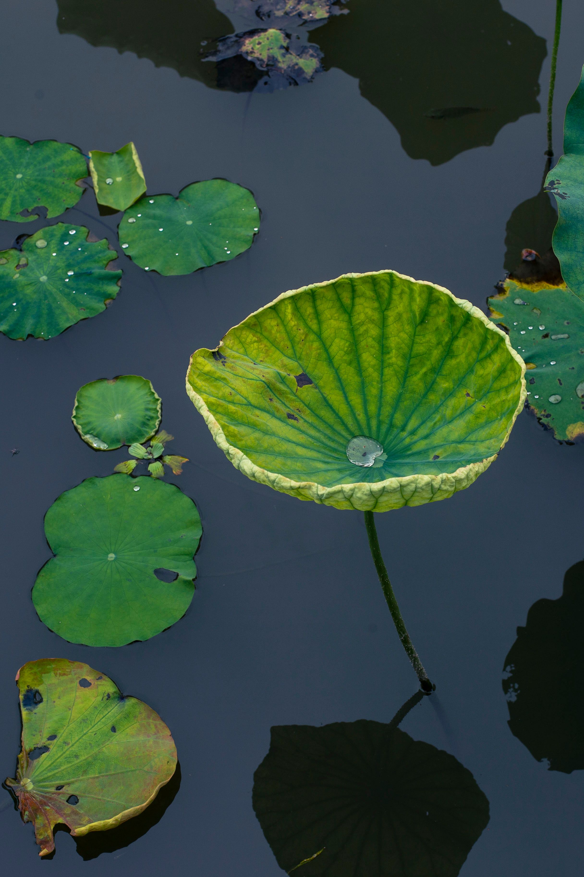 Water Buttercup Photos, Download The BEST Free Water Buttercup Stock ...