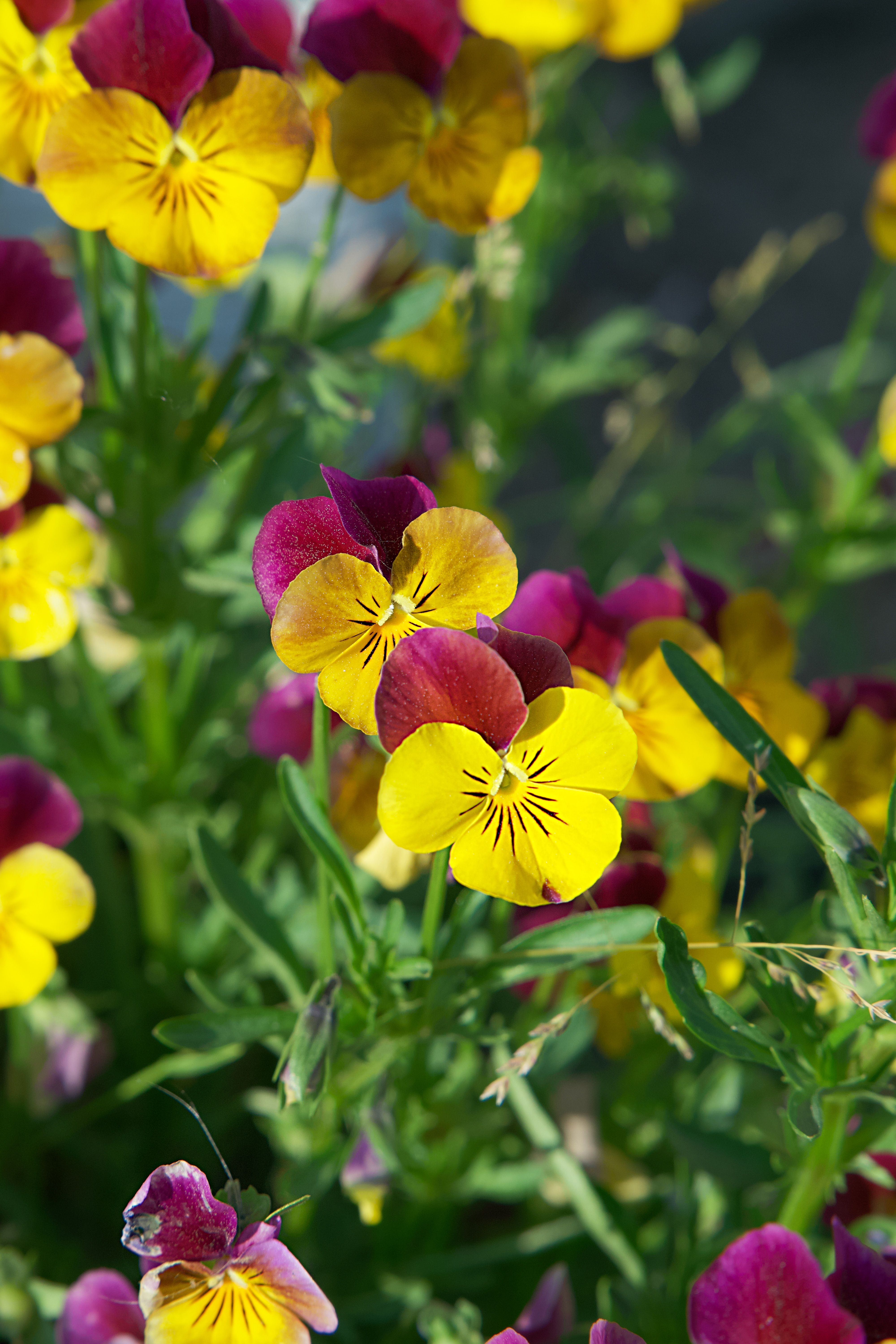 Viola Photos, Download The BEST Free Viola Stock Photos & HD Images