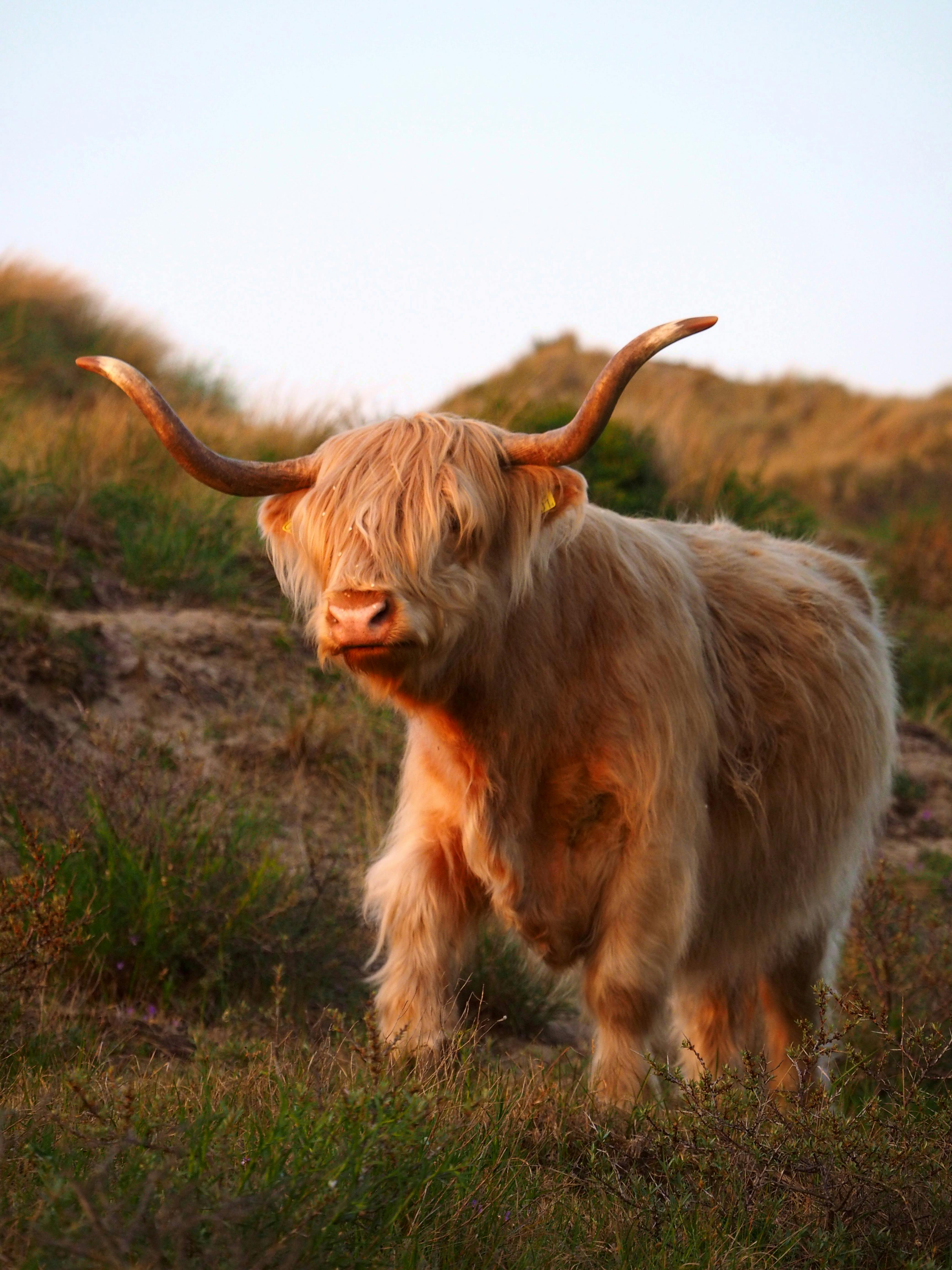 Cow Hide Photos, Download The BEST Free Cow Hide Stock Photos & HD Images