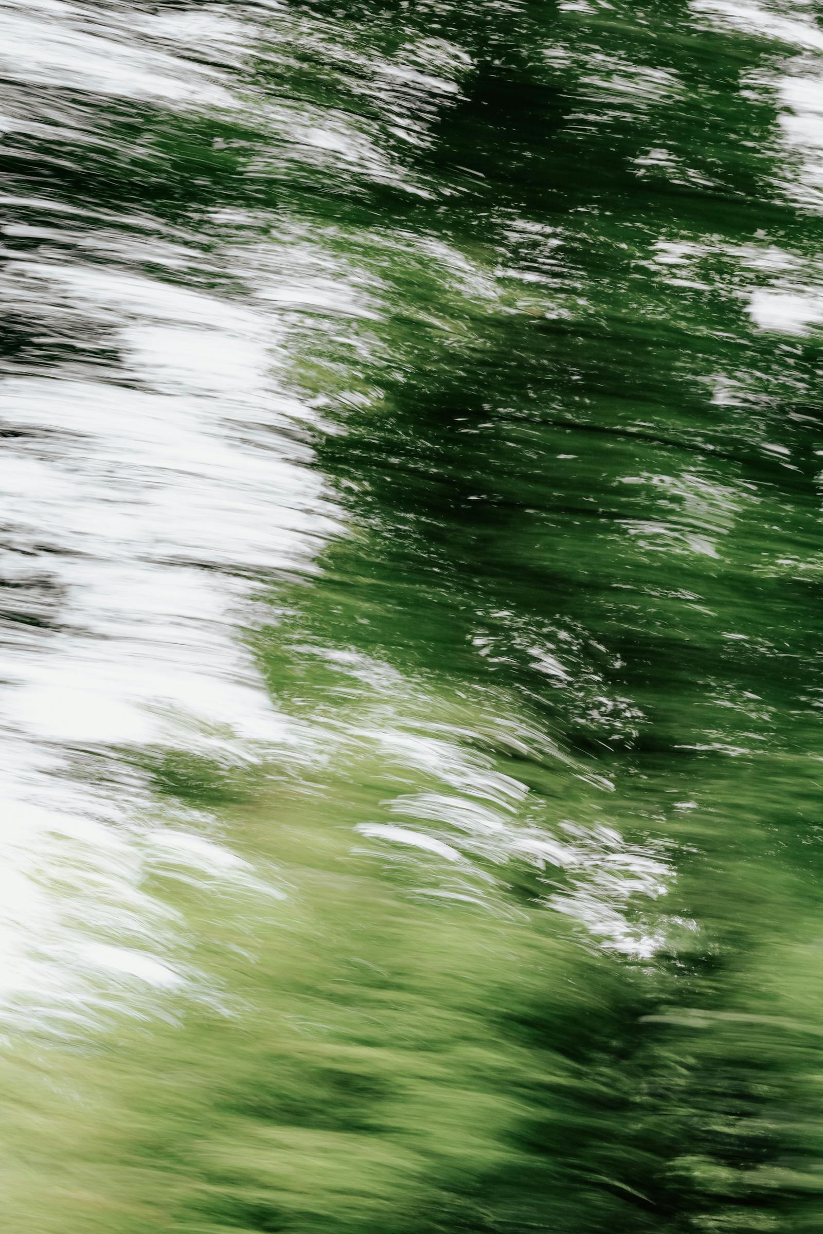 Tree Leaves Texture Photos, Download The BEST Free Tree Leaves Texture ...