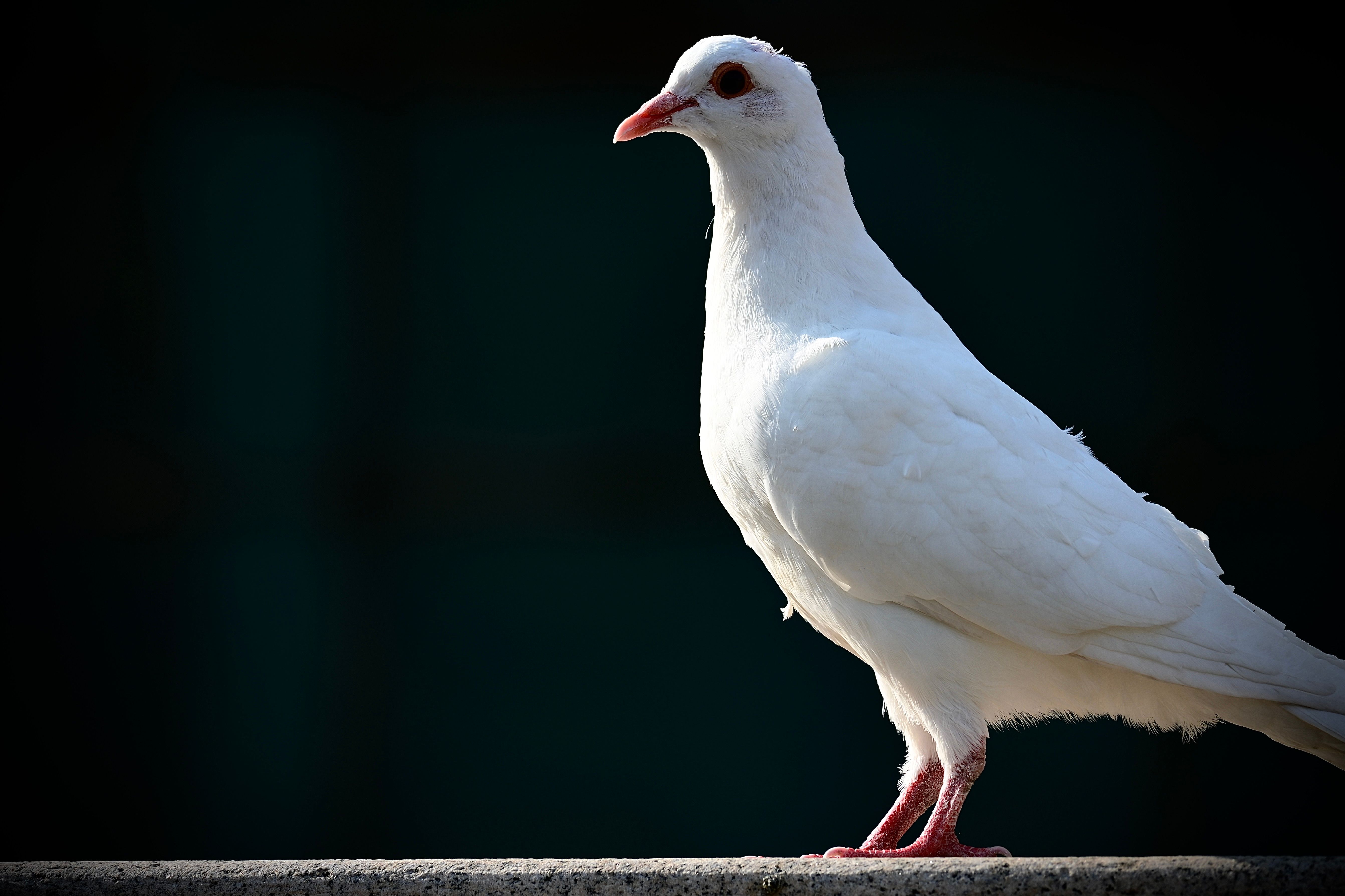 Pigeon Wallpaper Photos, Download The BEST Free Pigeon Wallpaper Stock ...