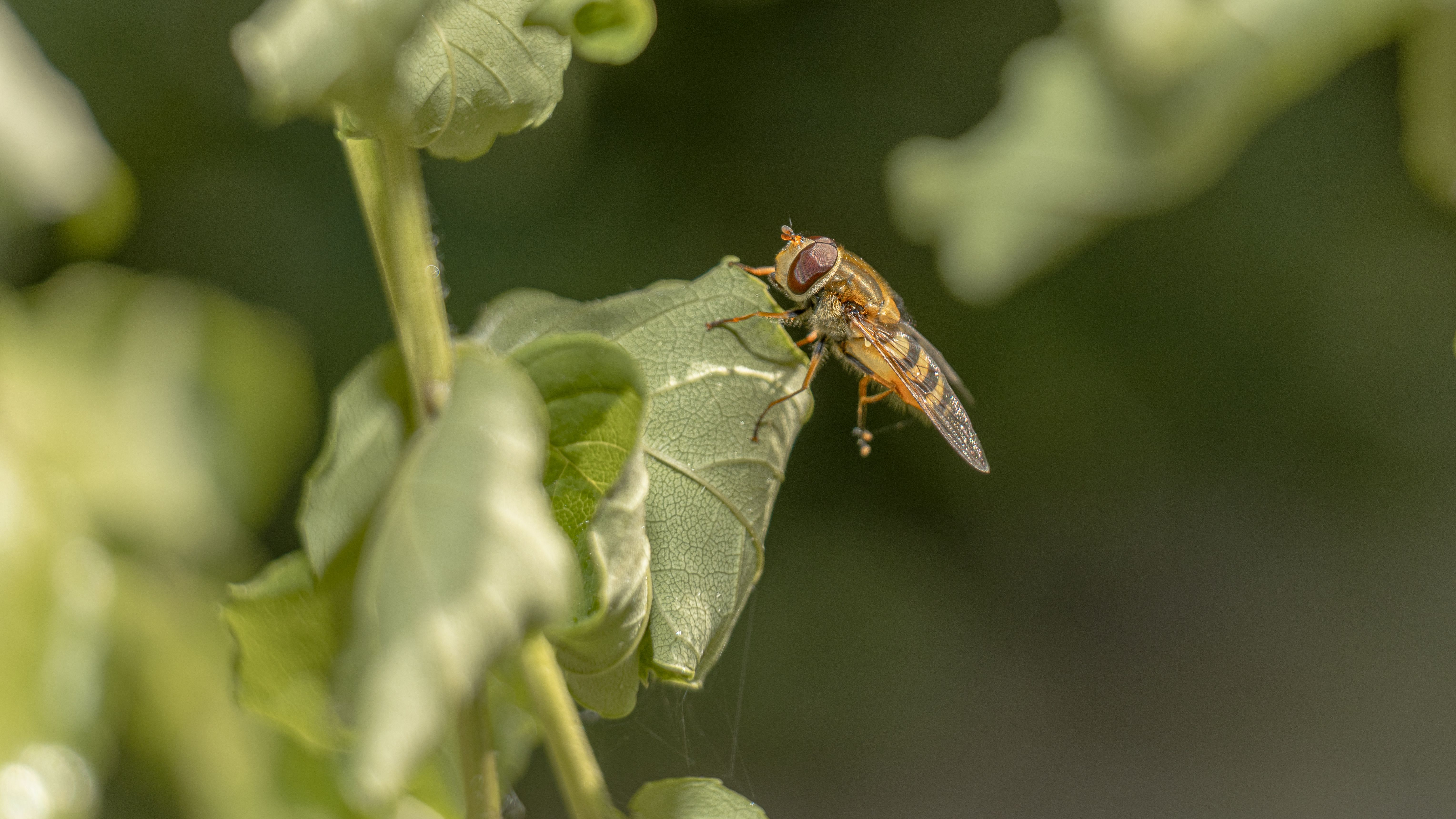 Epistrophe Fly on Leaves · Free Stock Photo