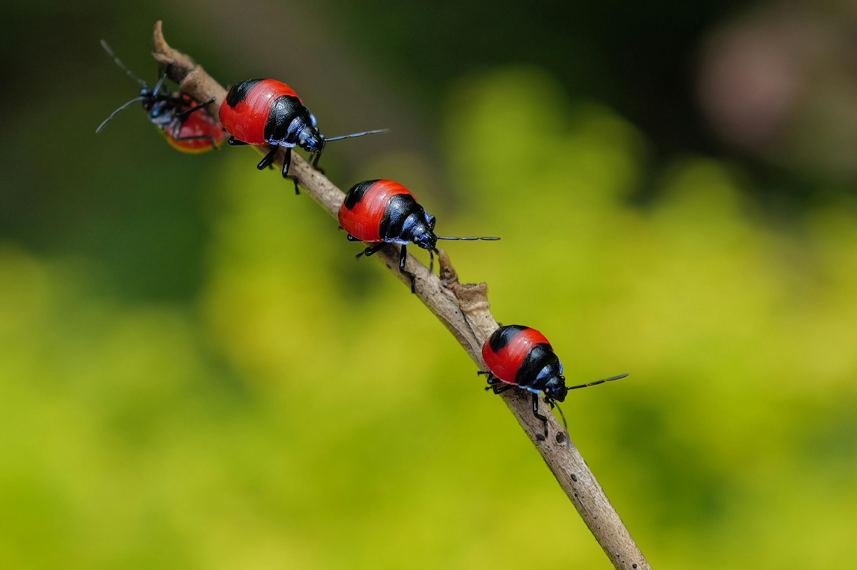 Close-up of Red Bugs on a Twig · Free Stock Photo