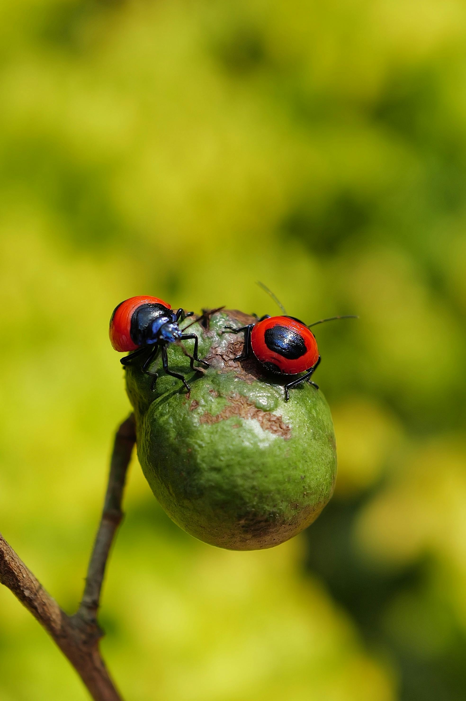 Insect on Twig · Free Stock Photo