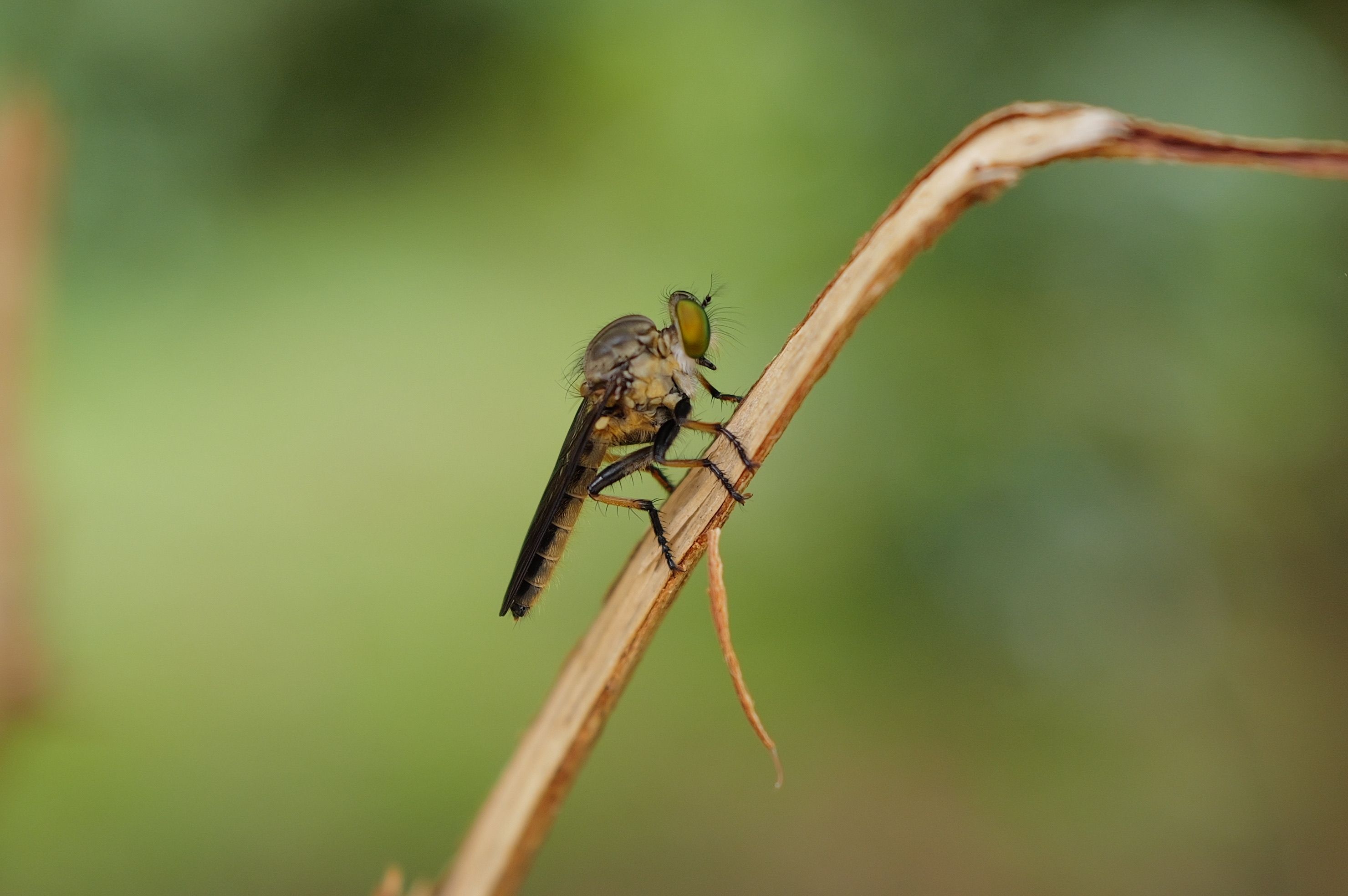 Close-up of a Fly on a Dry Blade of Grass · Free Stock Photo