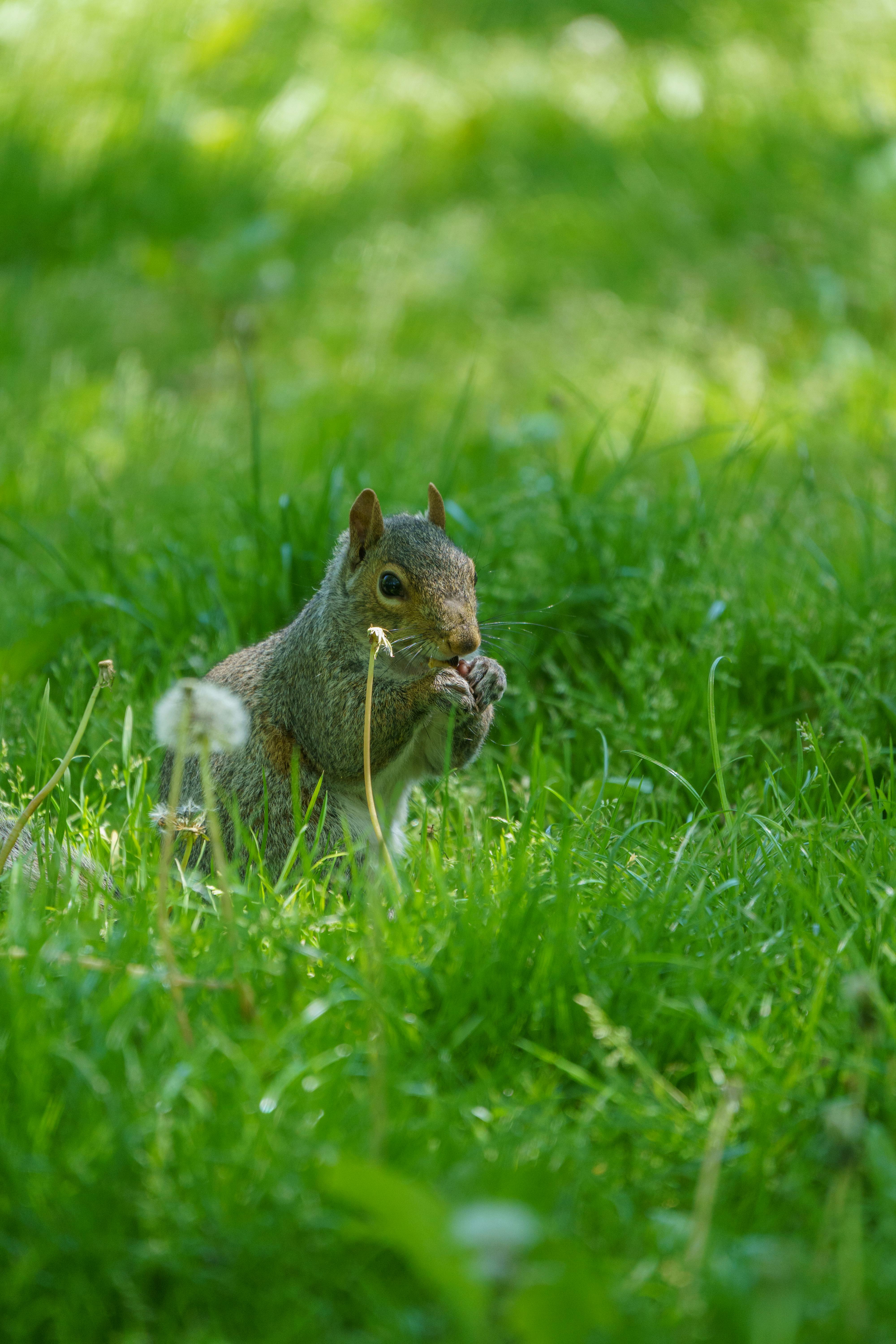 Squirrel in Grass · Free Stock Photo