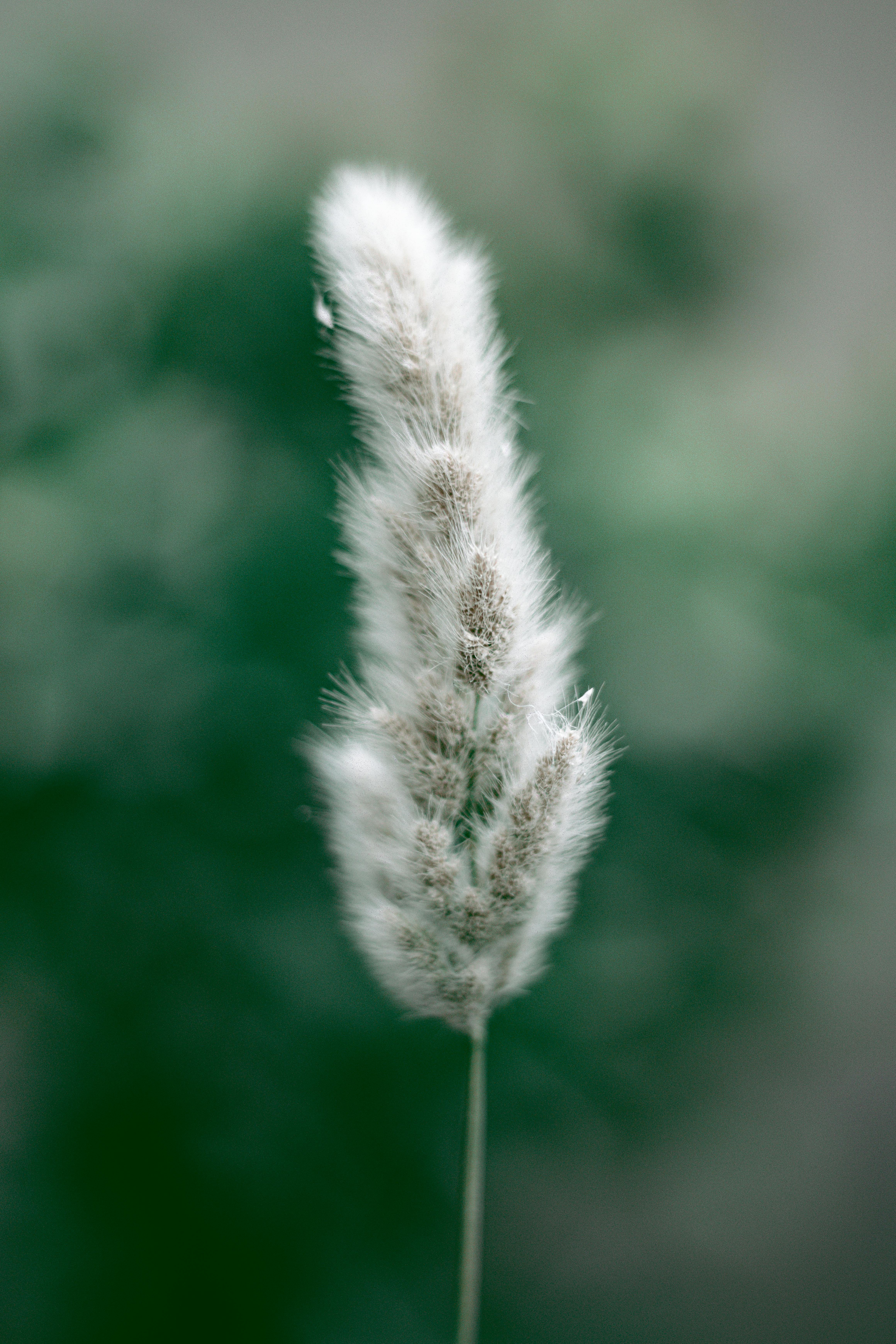 Close-up of Fuzzy Grass · Free Stock Photo